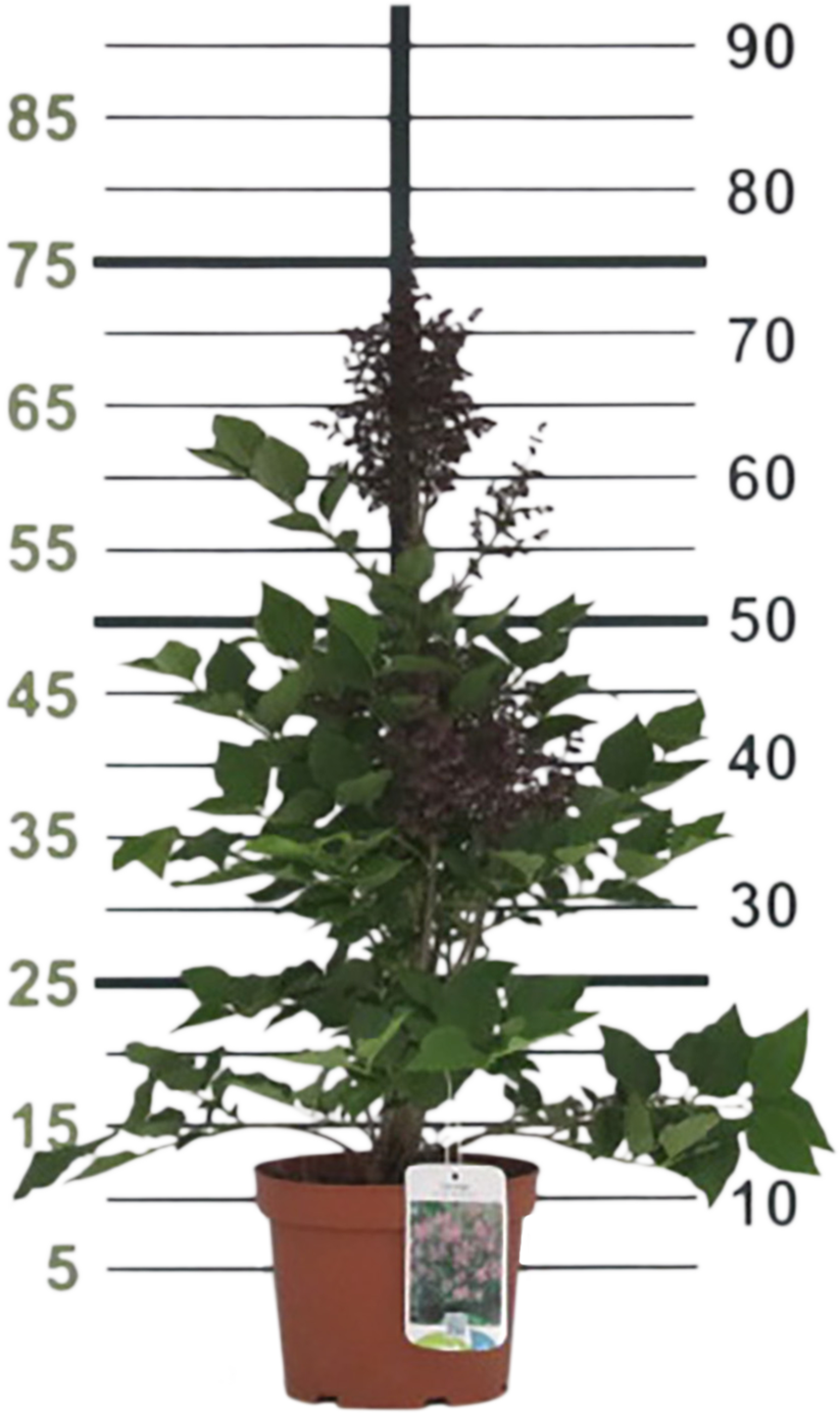 Lilo (Syringa vulgaris) en maceta D20 cm | Leroy Merlin