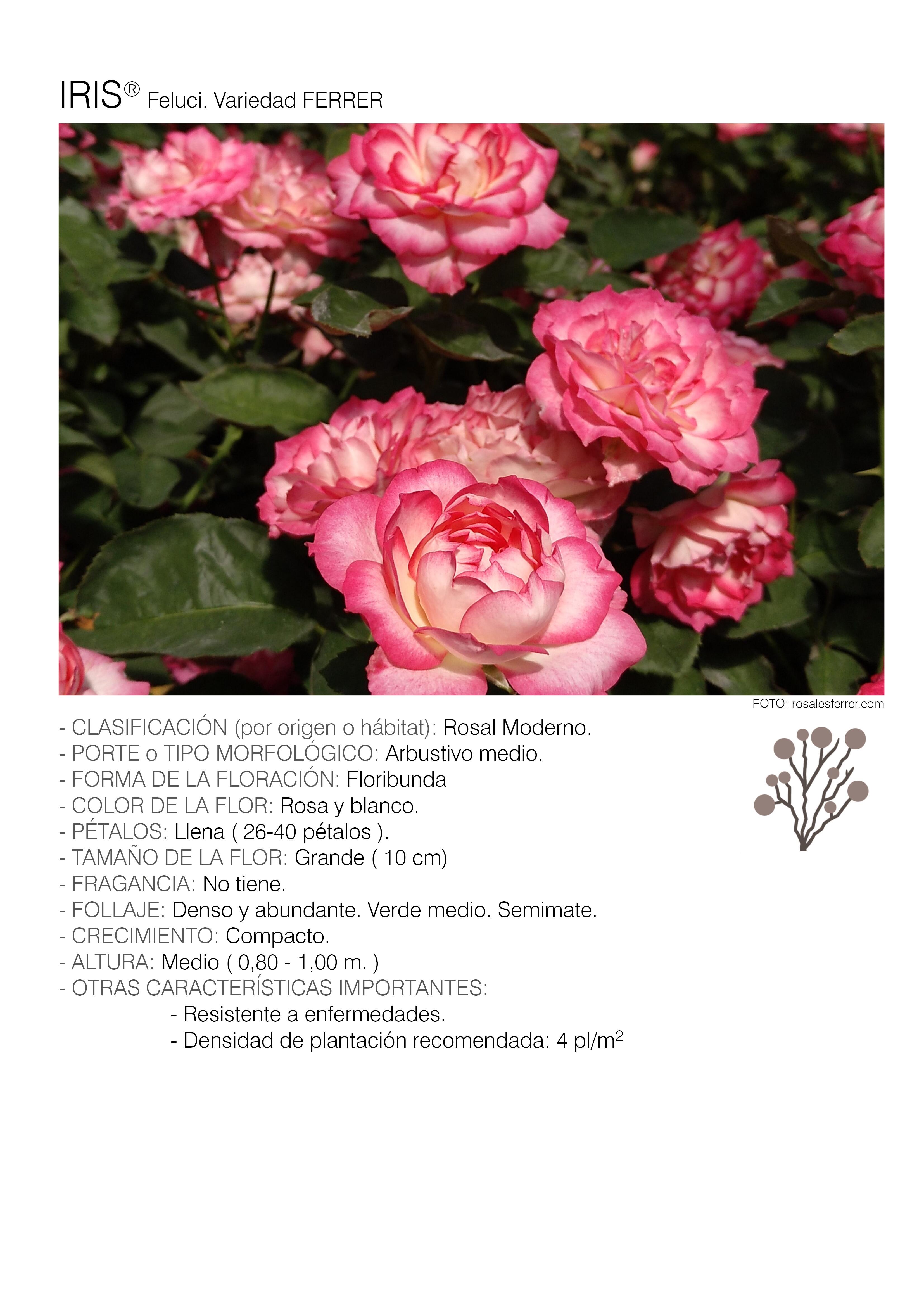 Rosal IRIS Feluci | Leroy Merlin