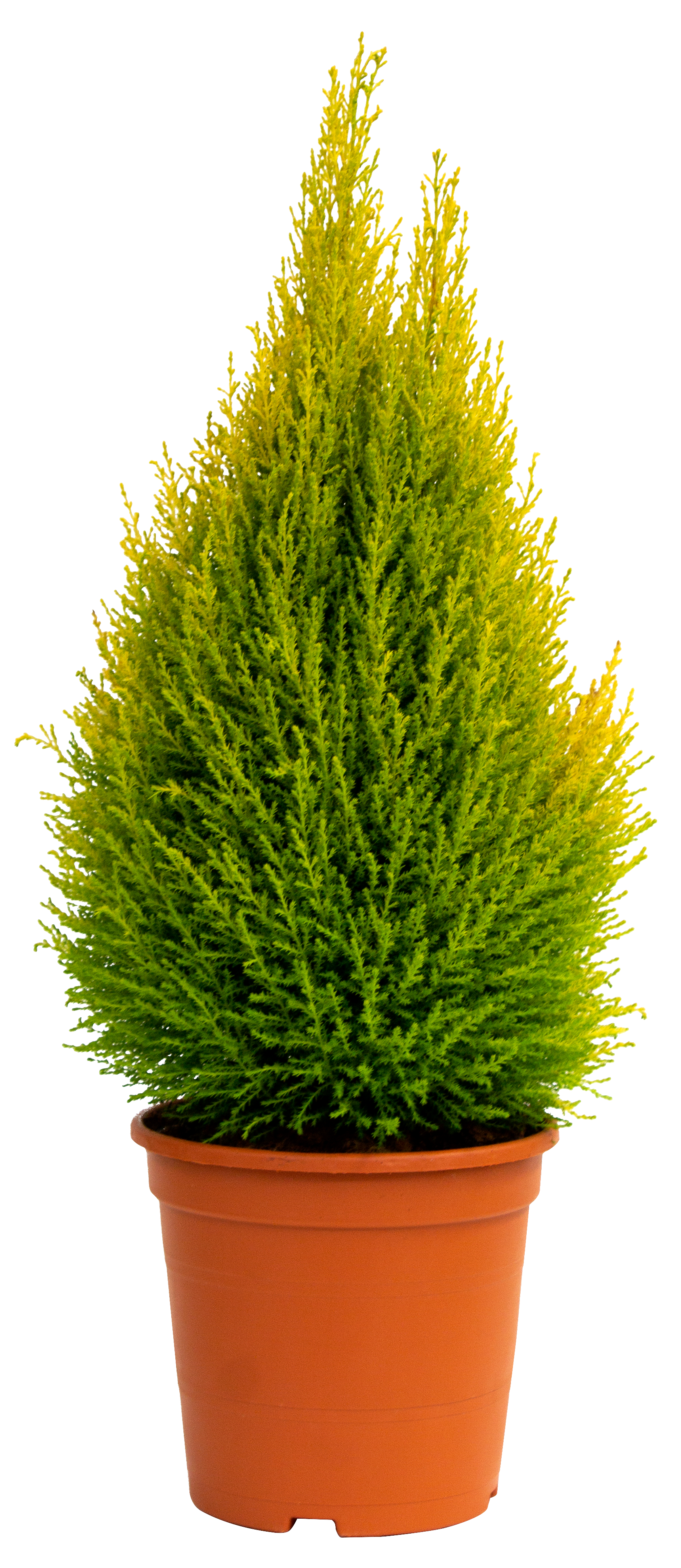 Cupressus Macro Gold Crest M19 | Leroy Merlin