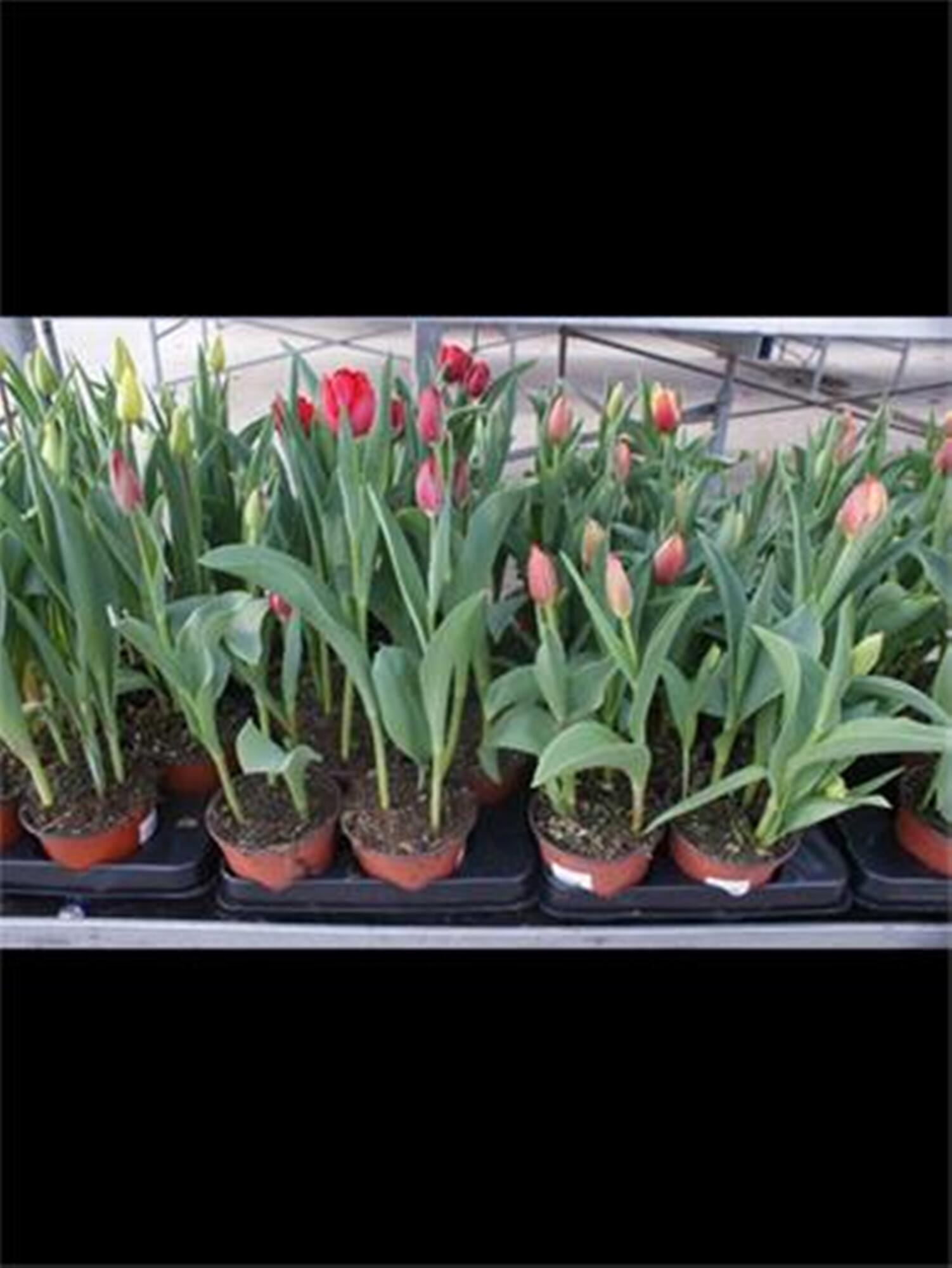 Plantas para jardines de rocalla | Leroy Merlin