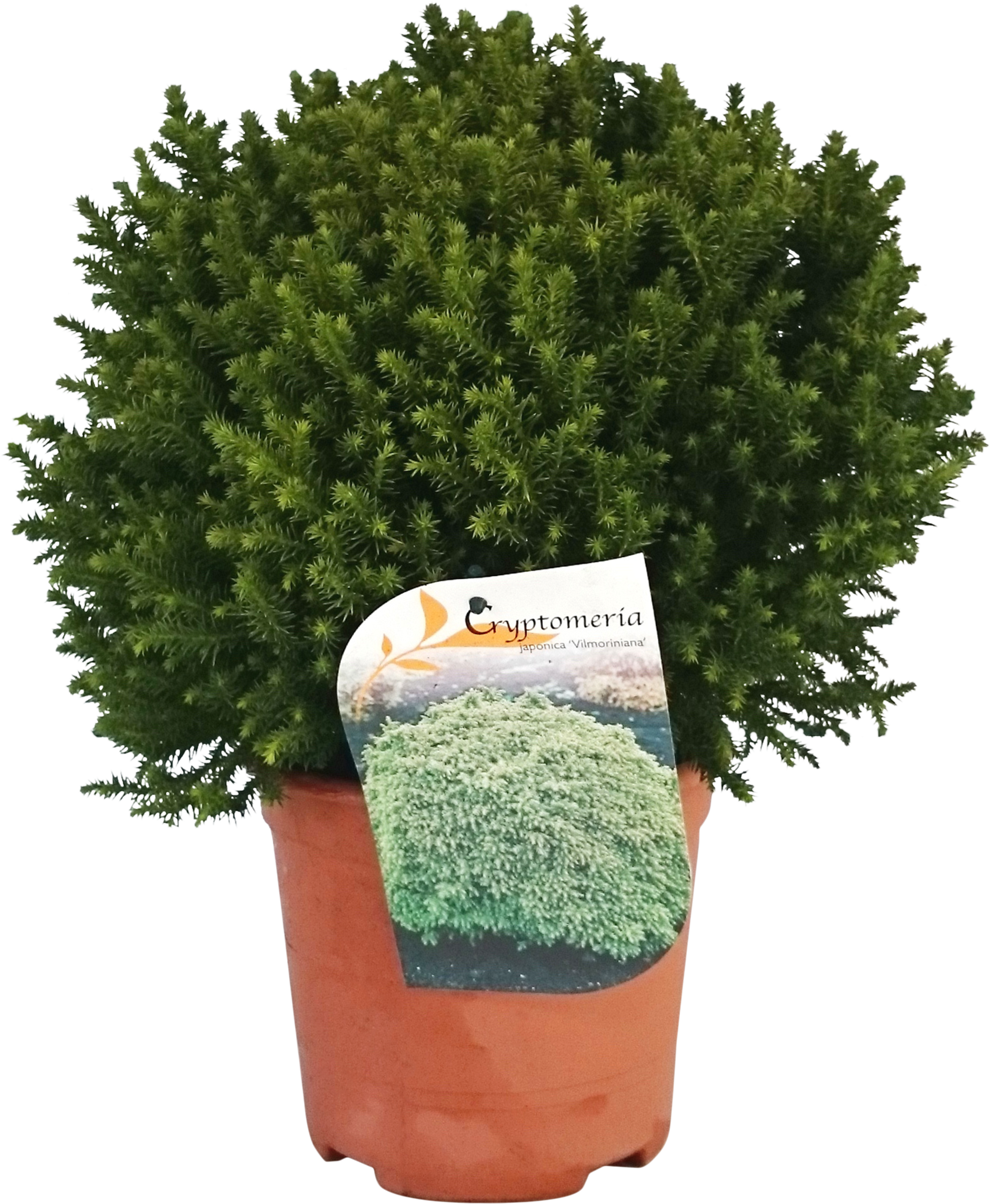 Cedro japonés (Cryptomeria japonica) en maceta D15 cm | Leroy Merlin