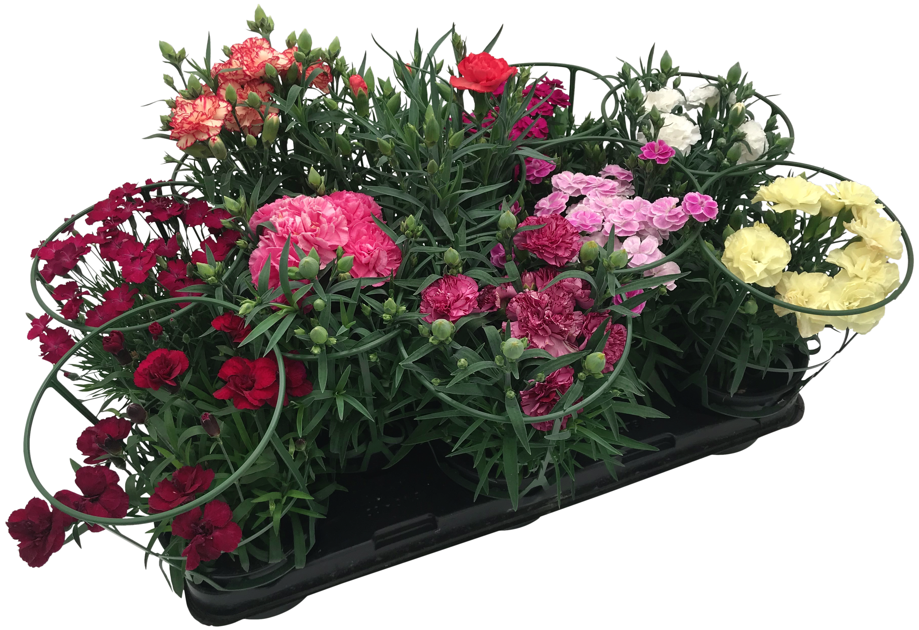Clavelina 13 cm 30 cm | Leroy Merlin