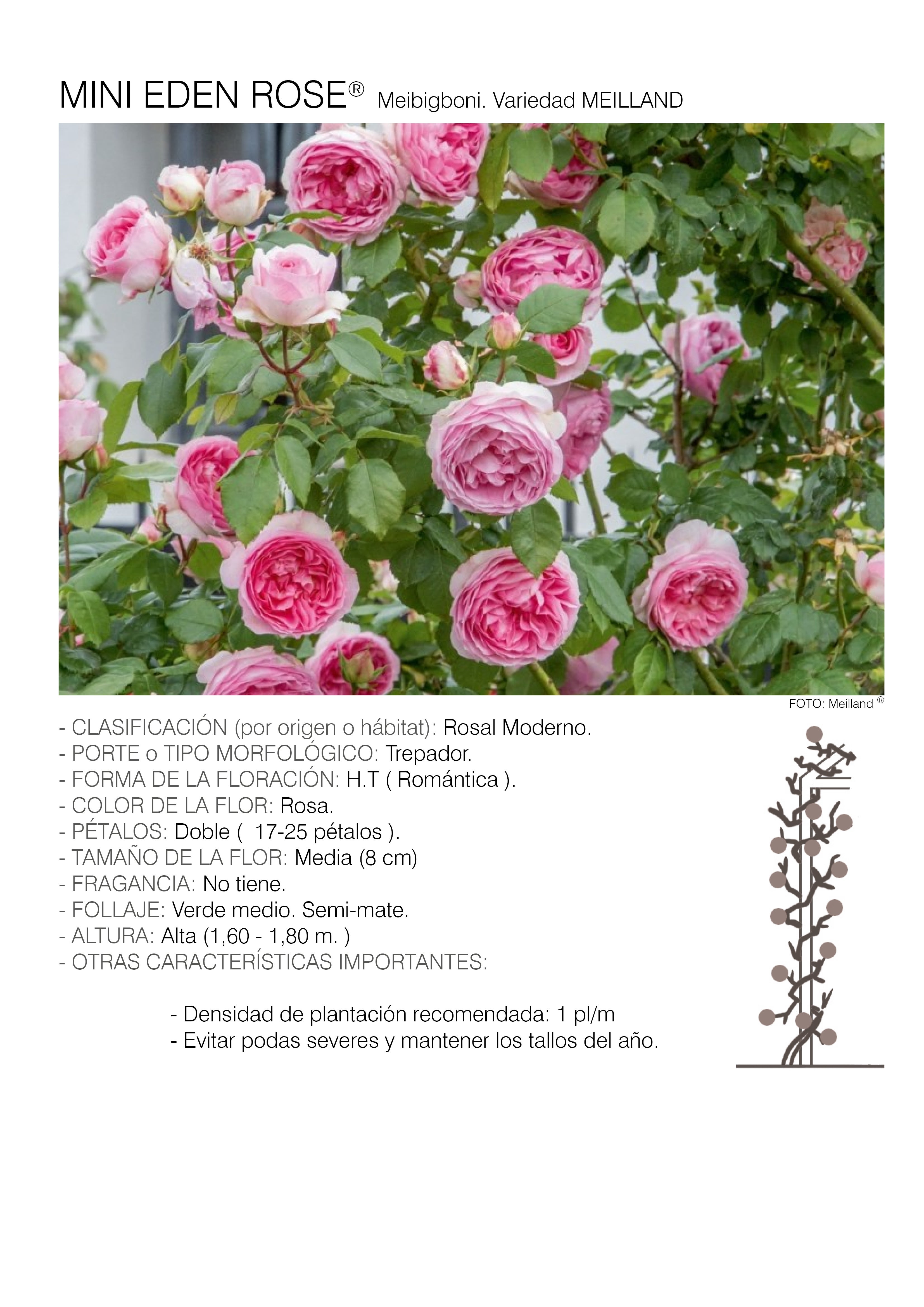 4 rosales MINI EDEN ROSE - Meibigboni. | Leroy Merlin