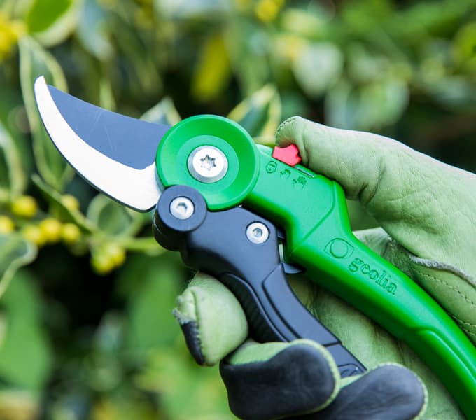 ¿Qué plantas se podan en otoño? | Leroy Merlin