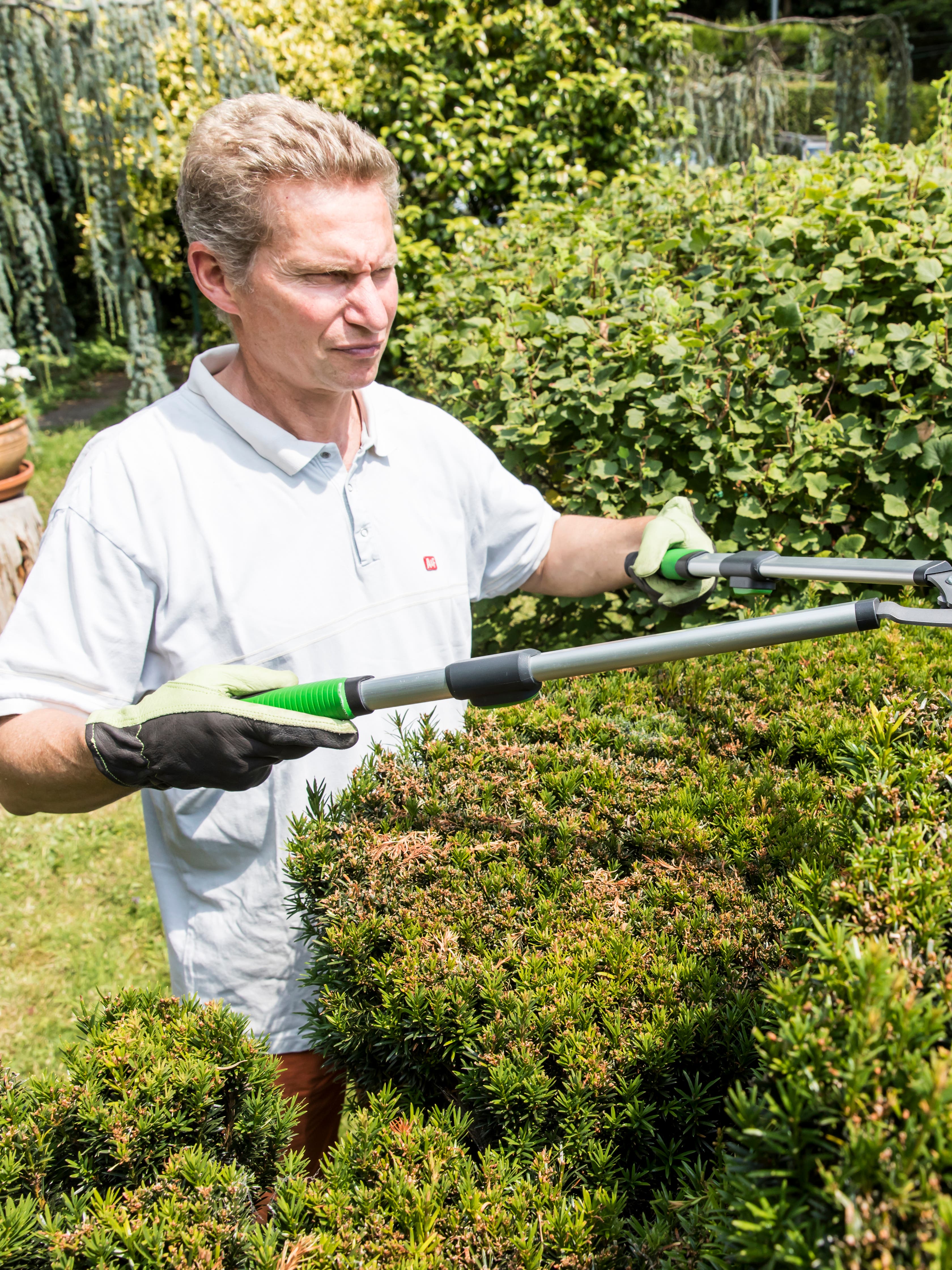 Setos: qué plantas utilizar | Leroy Merlin