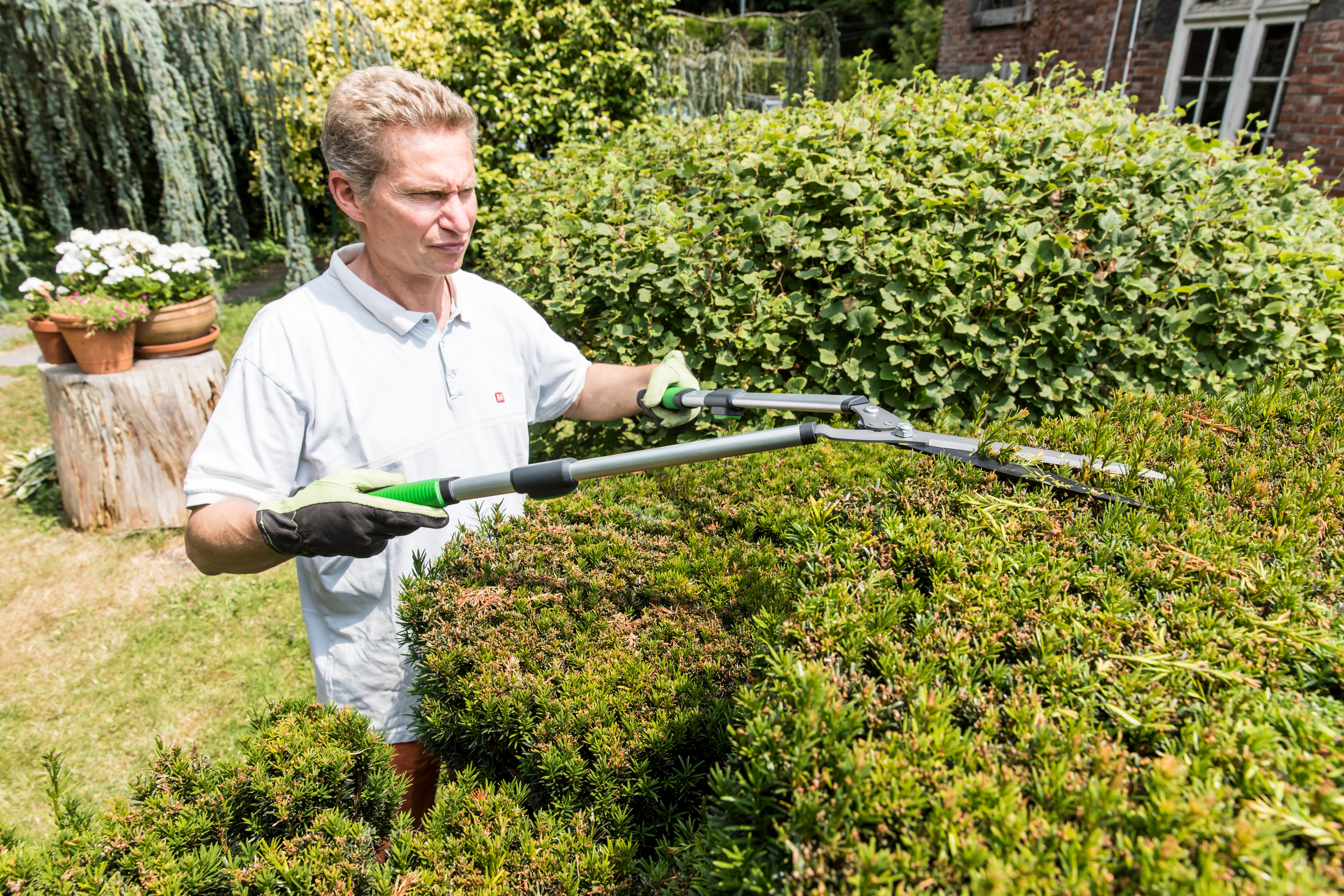 Aprende a podar tus setos | Leroy Merlin