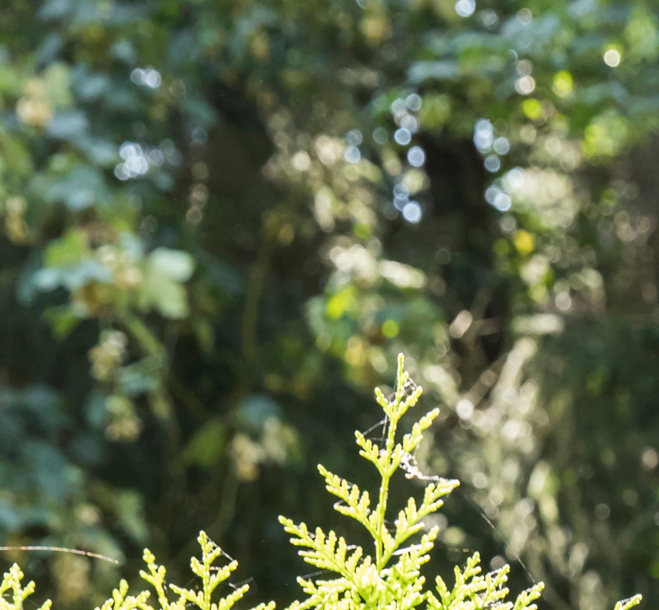Aprende a podar tus setos | Leroy Merlin