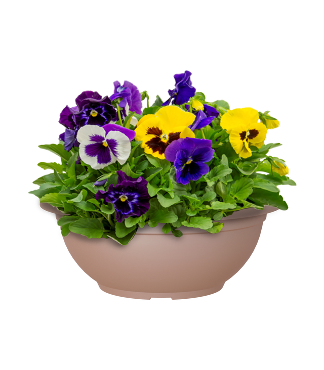 Macetas de flores color topo: compra online | Leroy Merlin