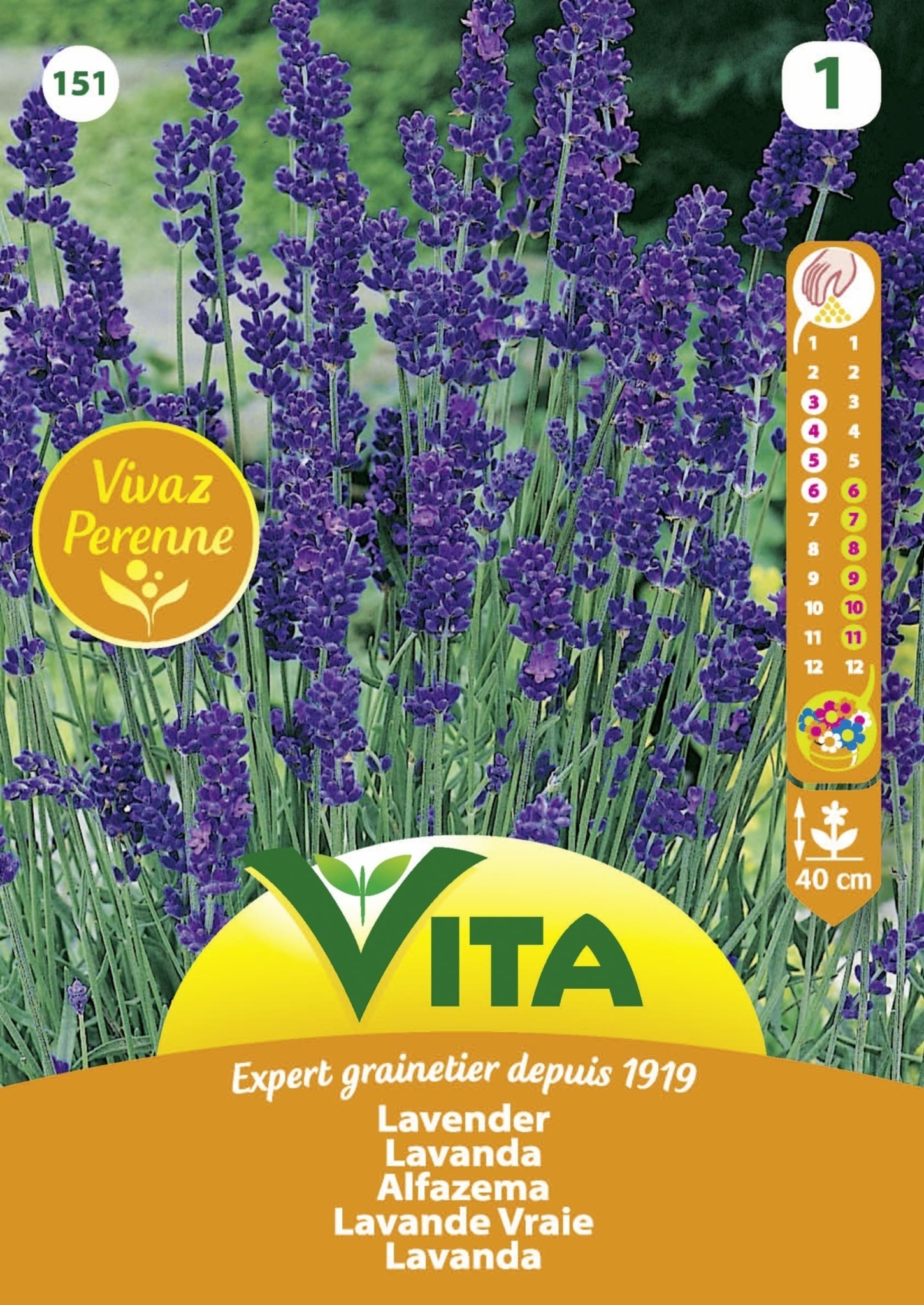 Semillas de Lavanda | Leroy Merlin