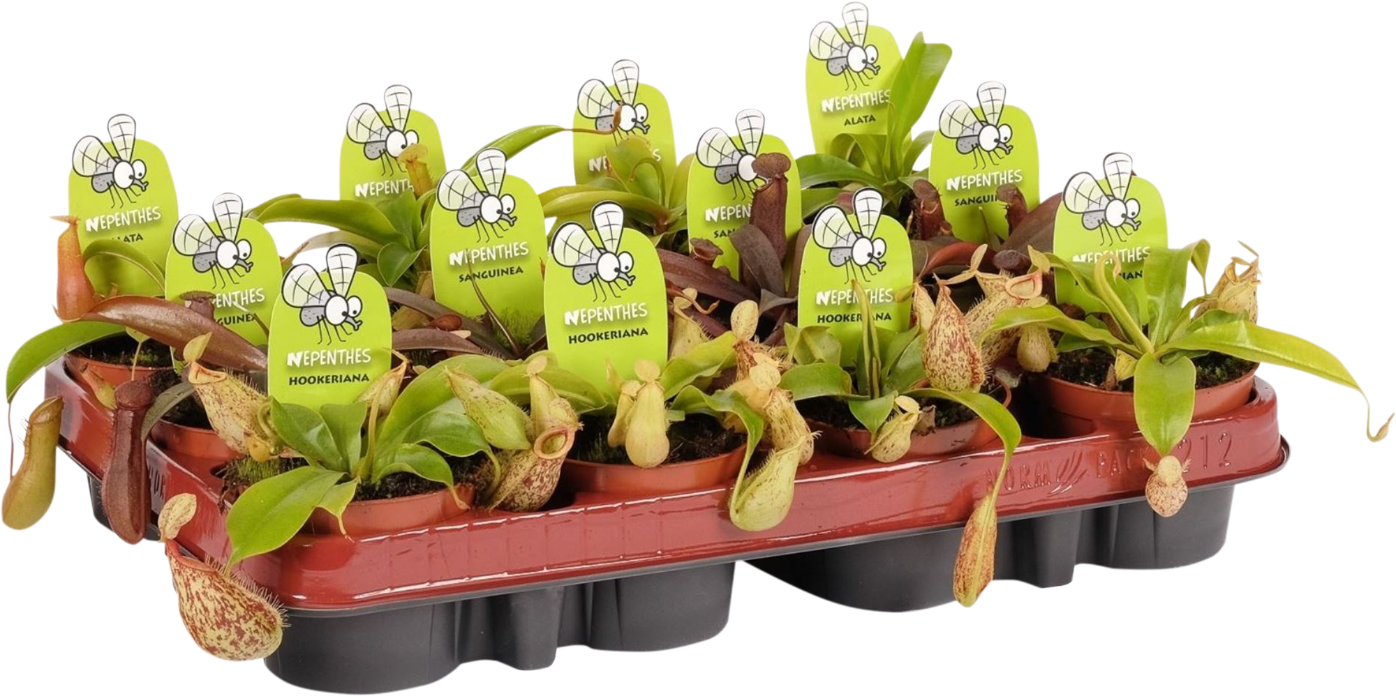Planta insectívora Planta Carnivora en maceta de 8 cm | Leroy Merlin