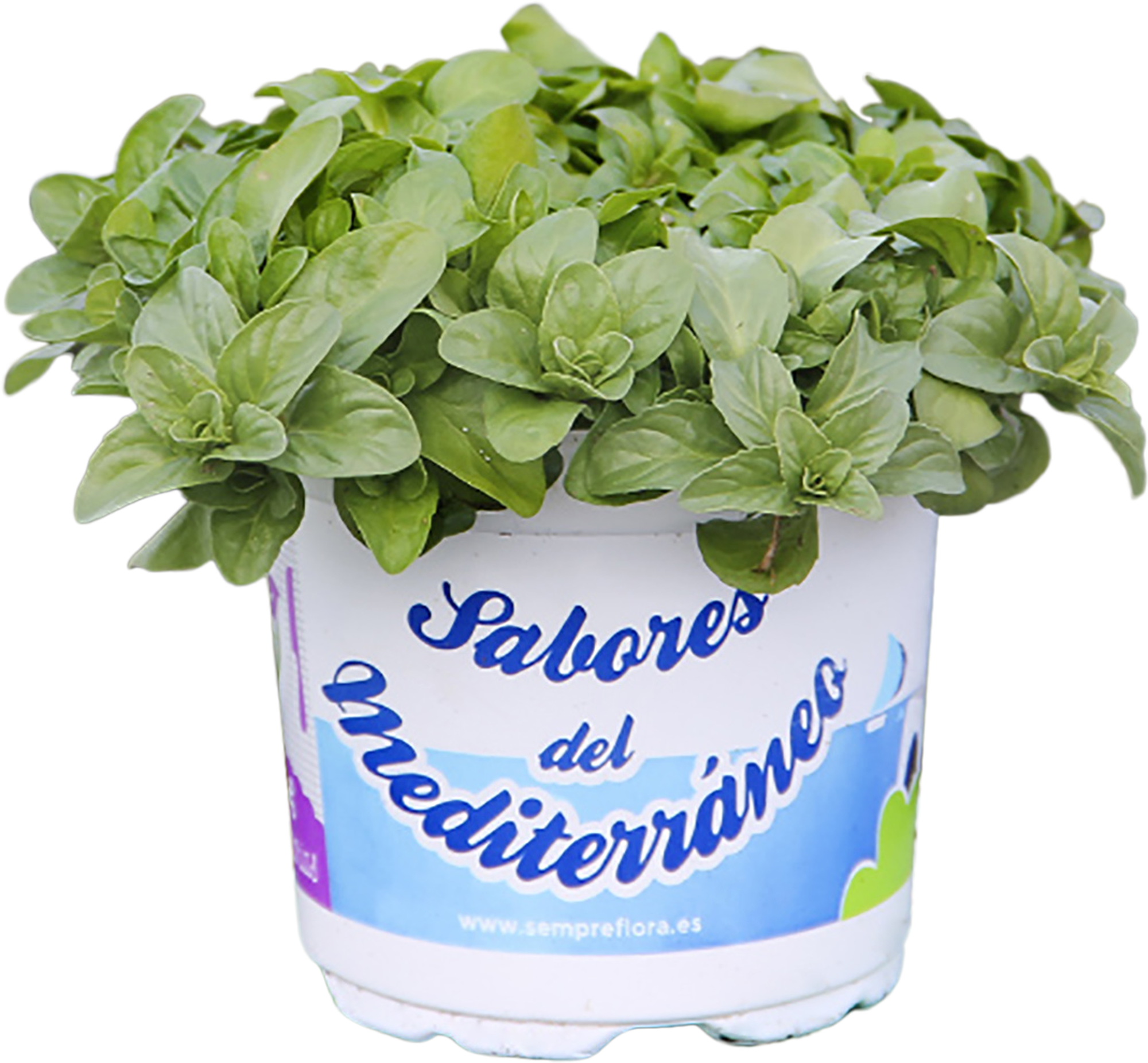 Poleo menta (Mentha pulegium) en maceta D15 cm | Leroy Merlin
