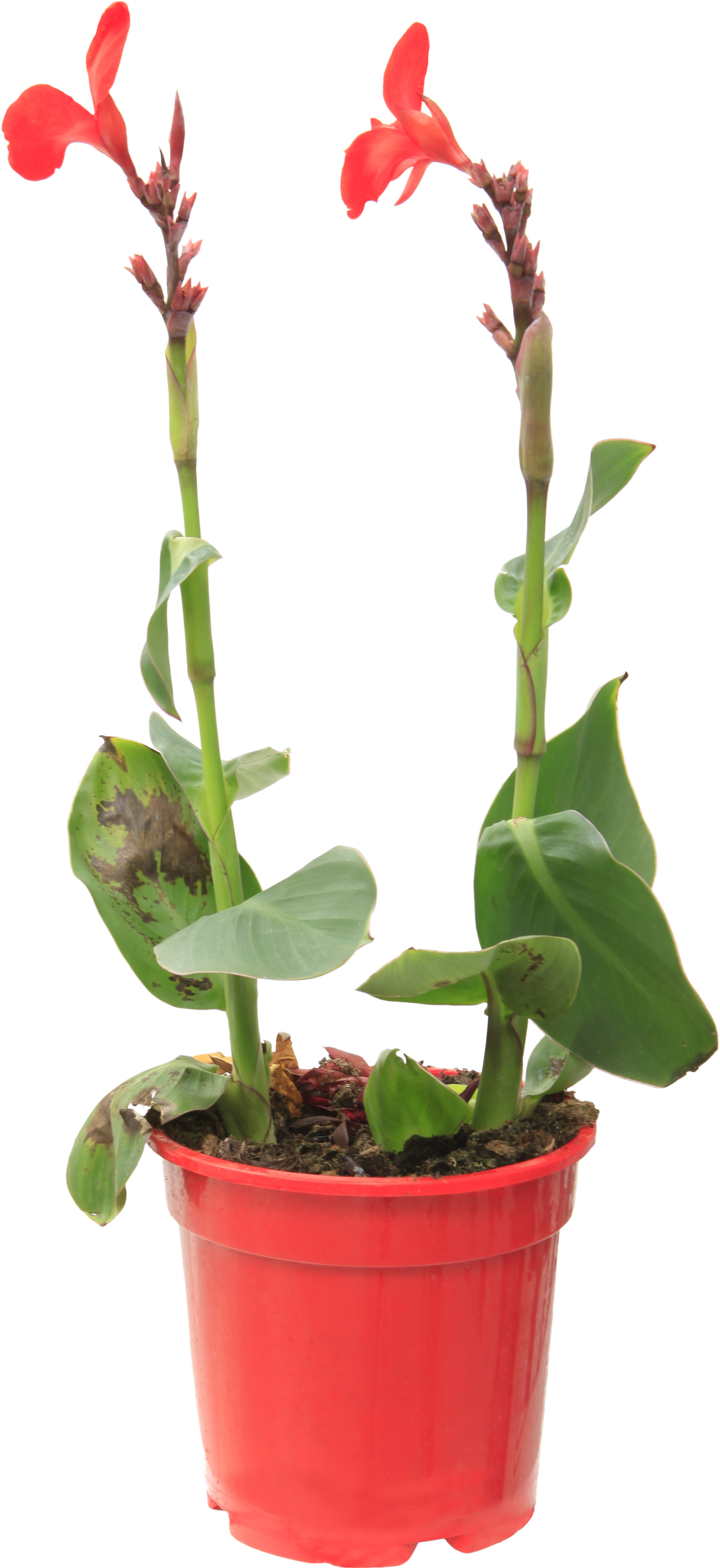 Canna indica tropical | Leroy Merlin