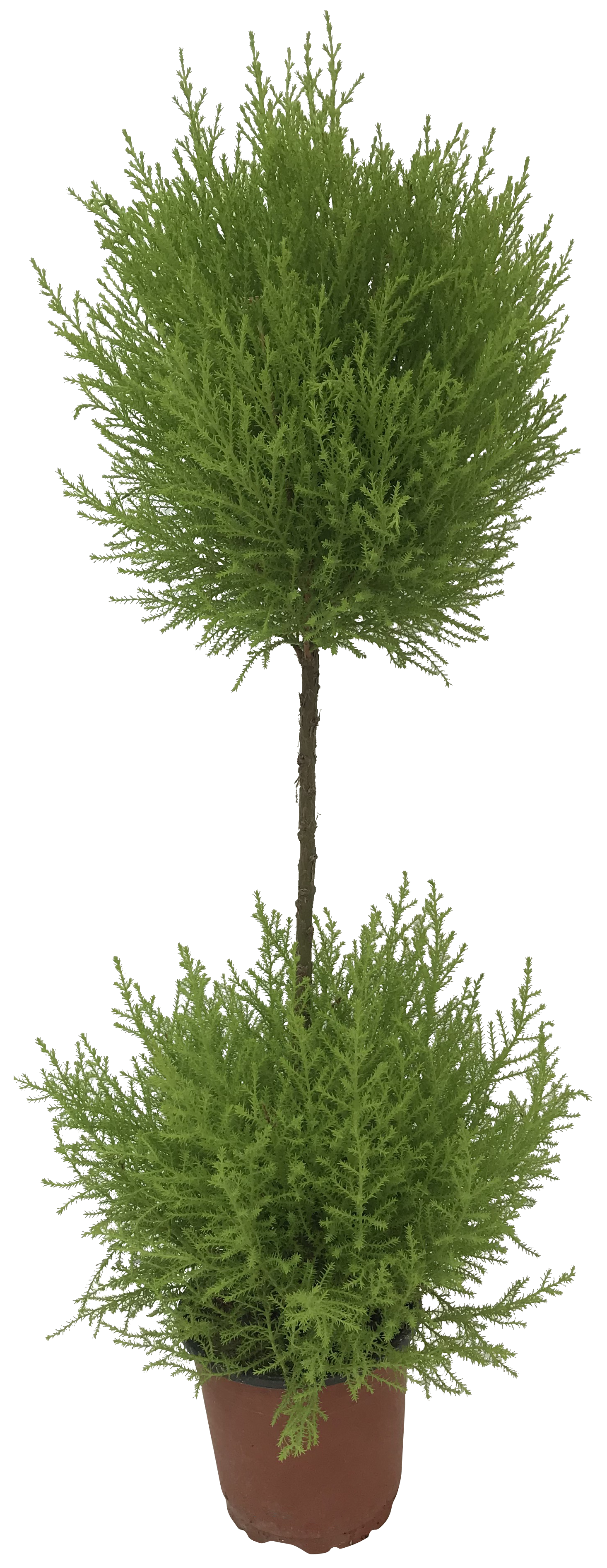 Cup. Gold Crest duo bola | Leroy Merlin