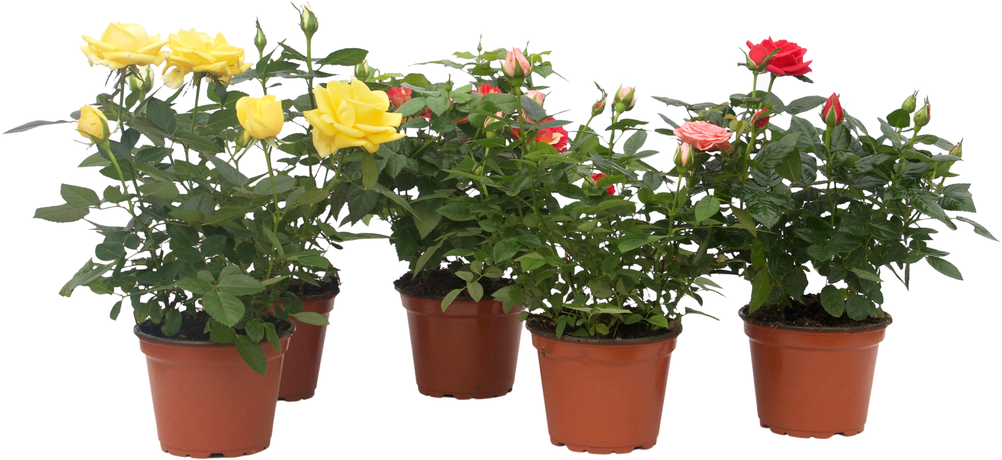 Rosal Mini Rosa Patiohit | Leroy Merlin