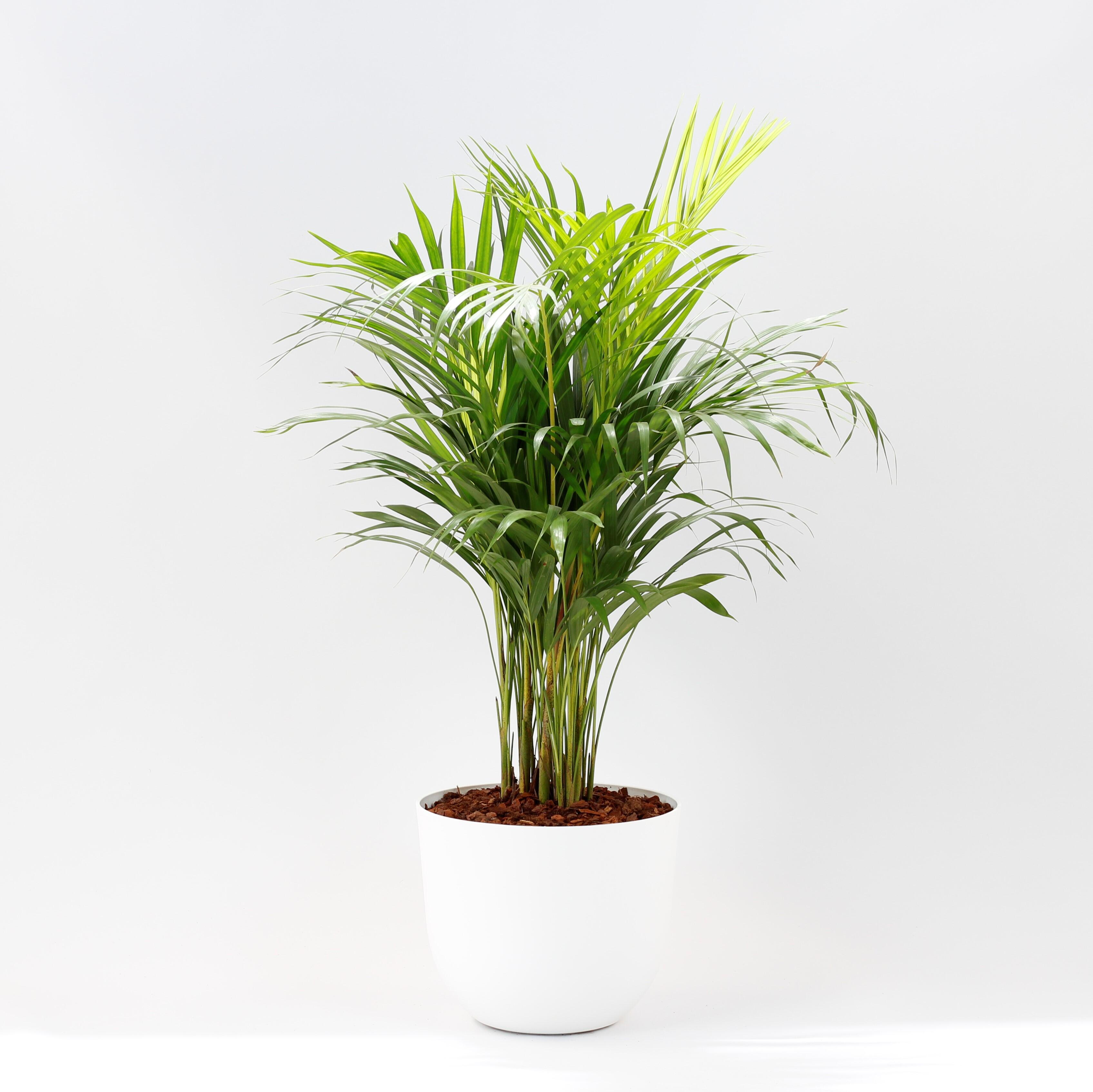 Palmera Areca Dypsis lutescens 110-120 cm en maceta blanca de 30 cm ...