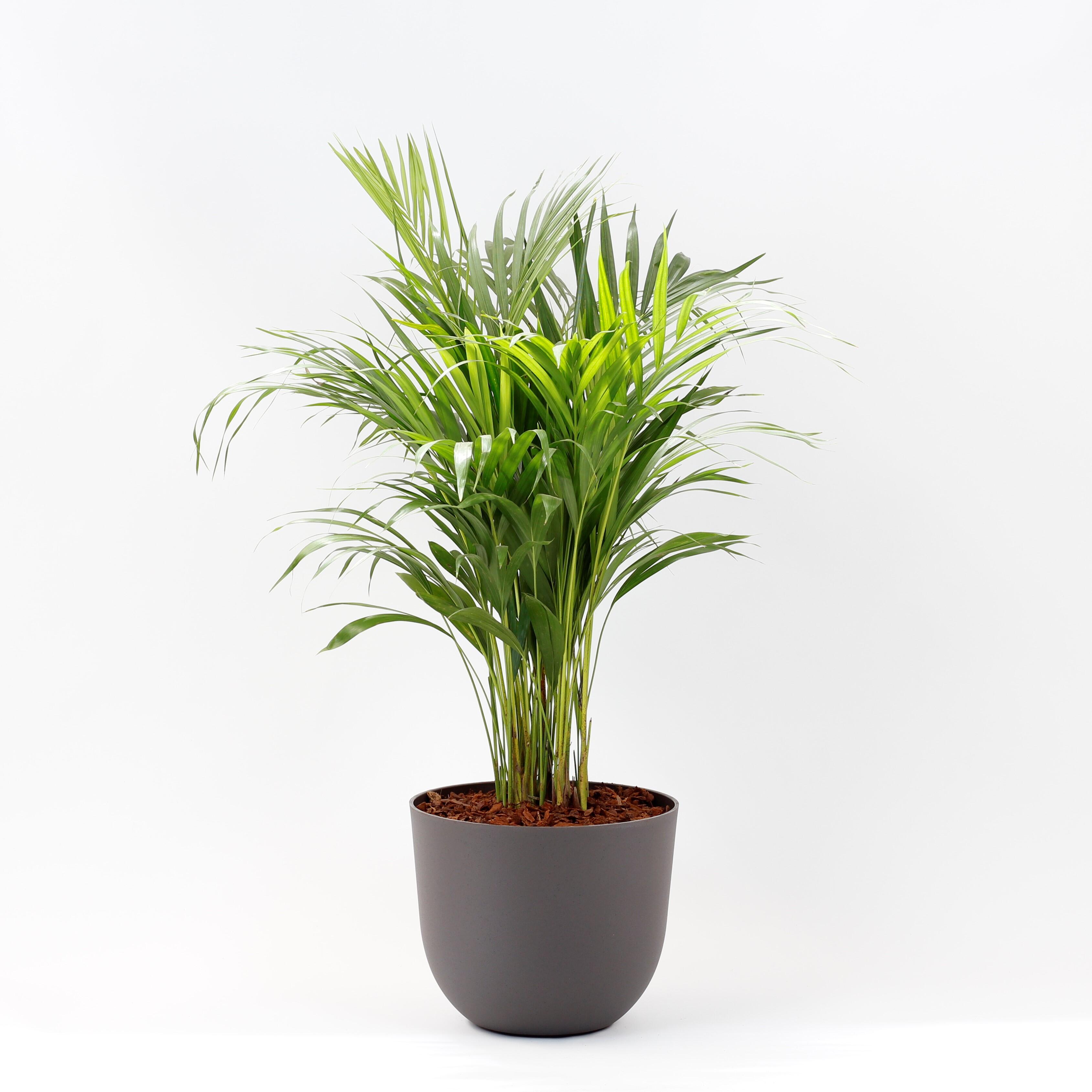 Palmera Areca Dypsis lutescens 110-120 cm en maceta gris de 30 cm ...