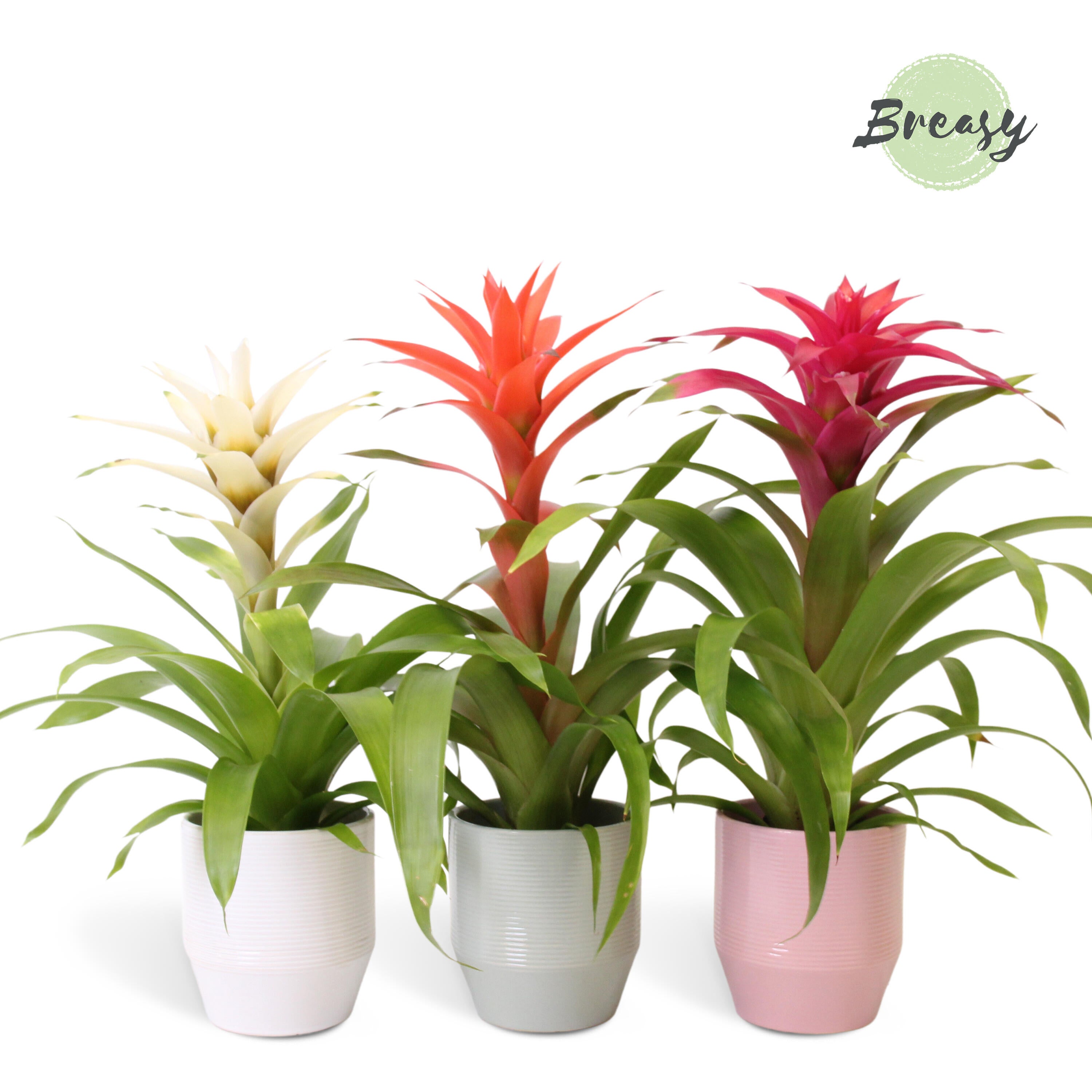 GUZMANIA MIX POT 13 cm/ H45 cm | Leroy Merlin