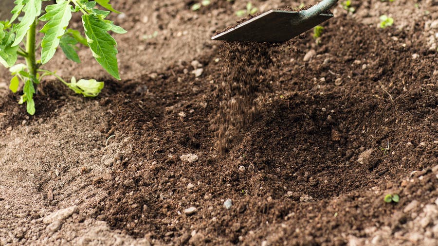 Guía huerto: ¿Qué es el guano? | Leroy Merlin