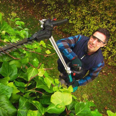 Toda la información sobre el árbol Lilo | Leroy Merlin