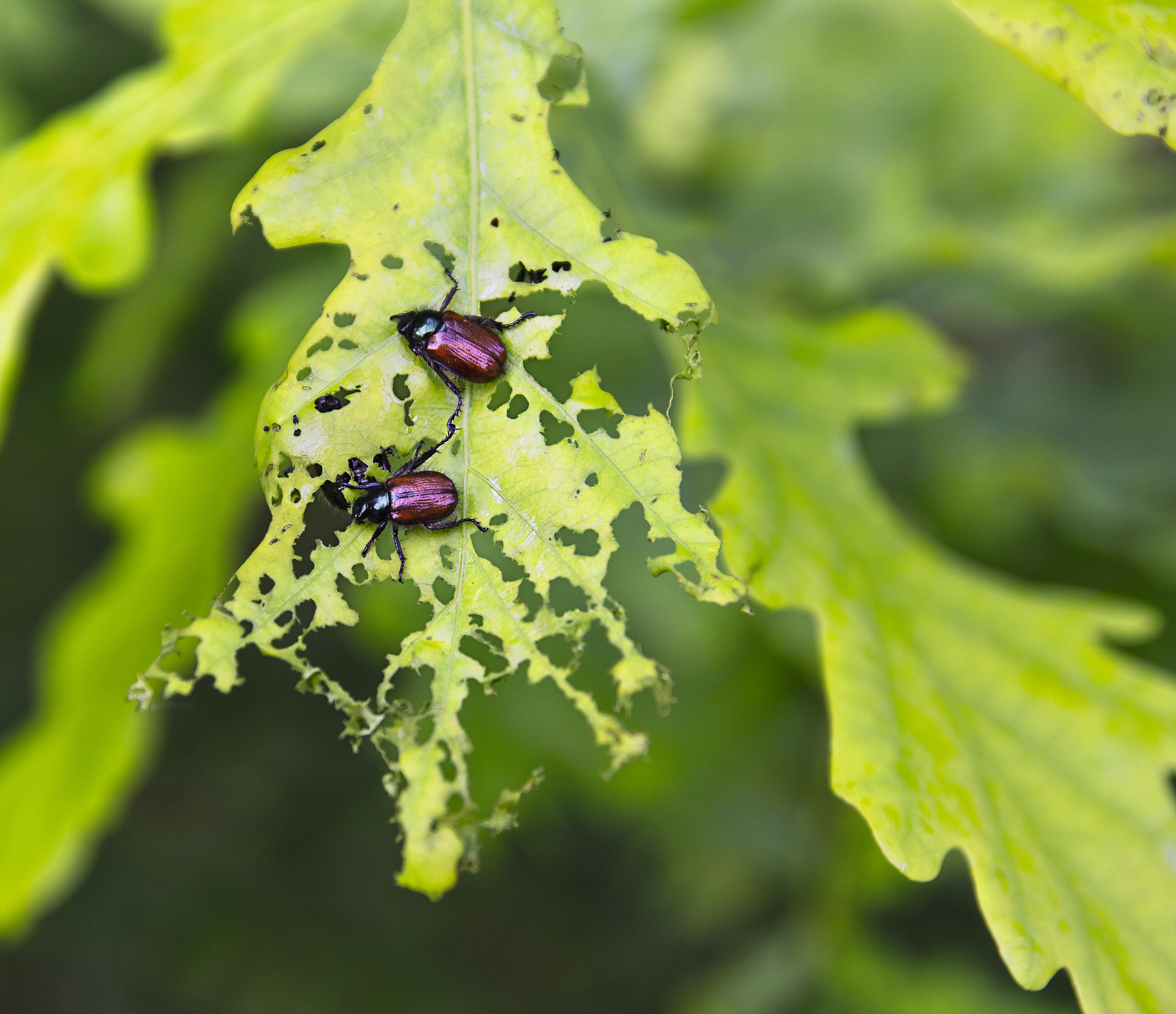 Minadores de hojas: acaba con las moscas y orugas minadoras con ...