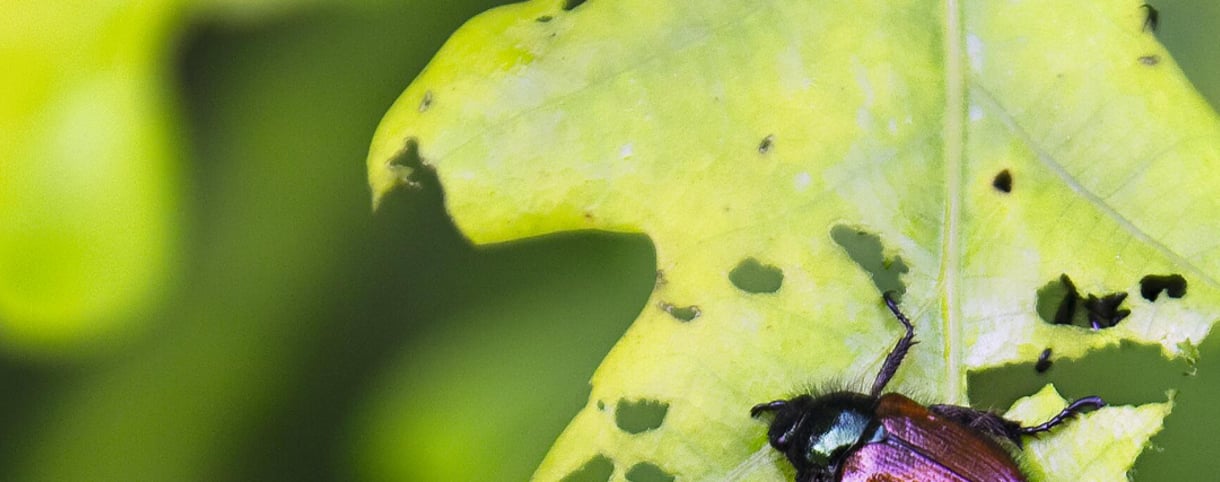 Minadores de hojas: acaba con las moscas y orugas minadoras con ...
