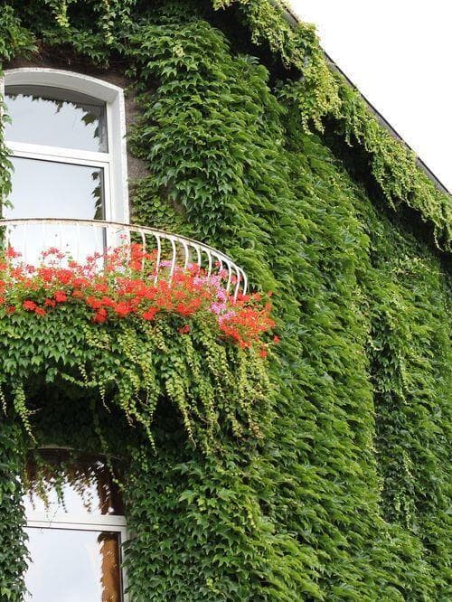 ¿Cómo decorar el interior de tu casa con plantas trepadoras o ...