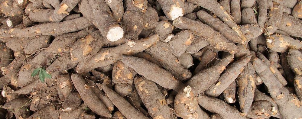 ¿Cómo cuidar y cultivar yuca? | Leroy Merlin