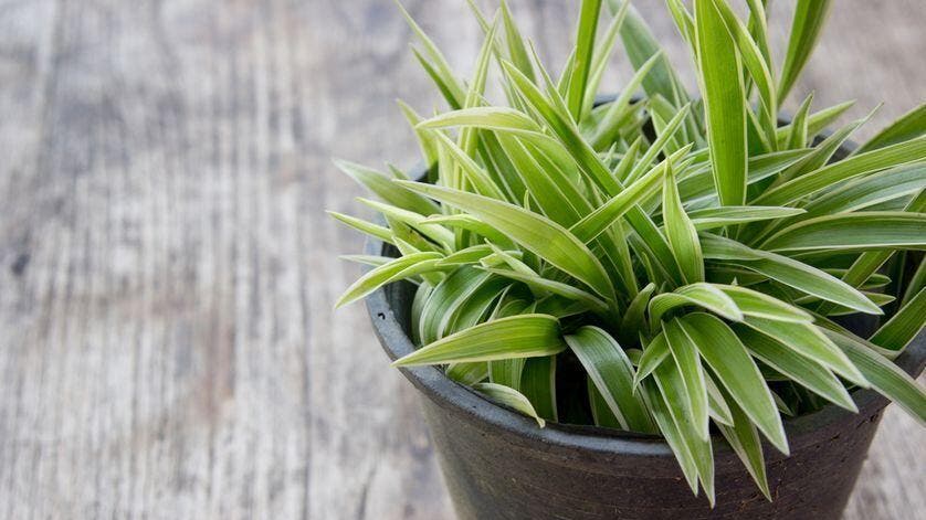 Trucos para revivir una planta marchita | Leroy Merlin