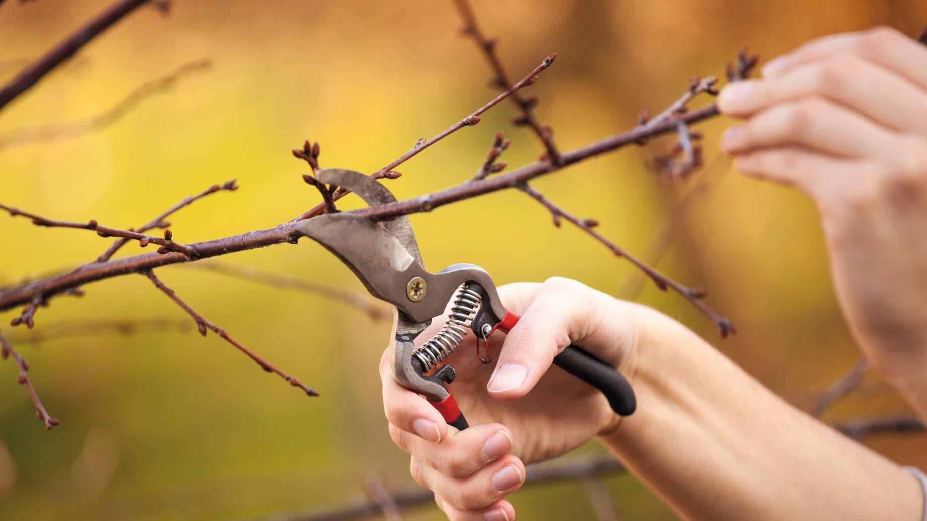 Cómo reproducir plantas idénticas por esquejes | Leroy Merlin