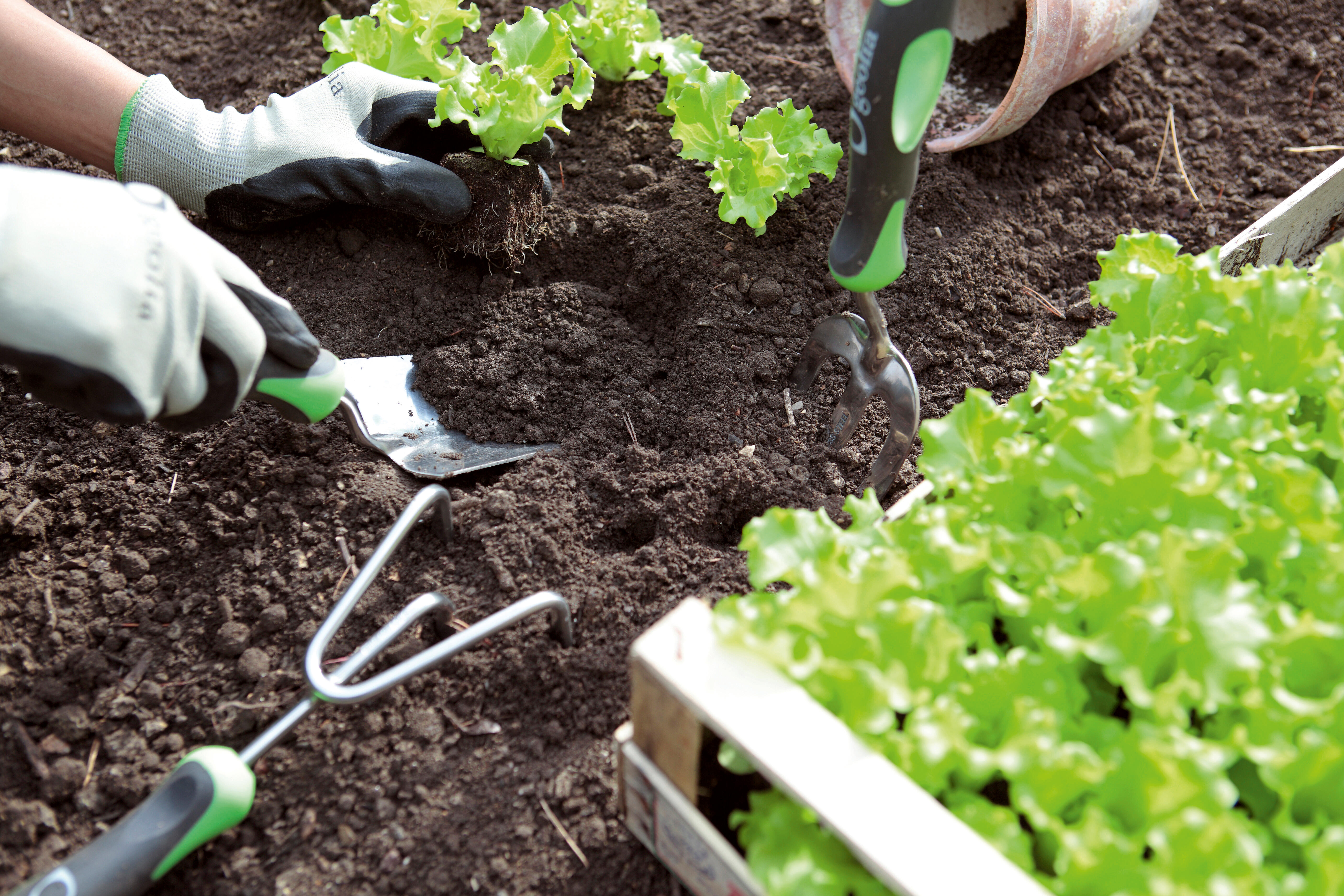 ¿Qué es la turba? | Leroy Merlin