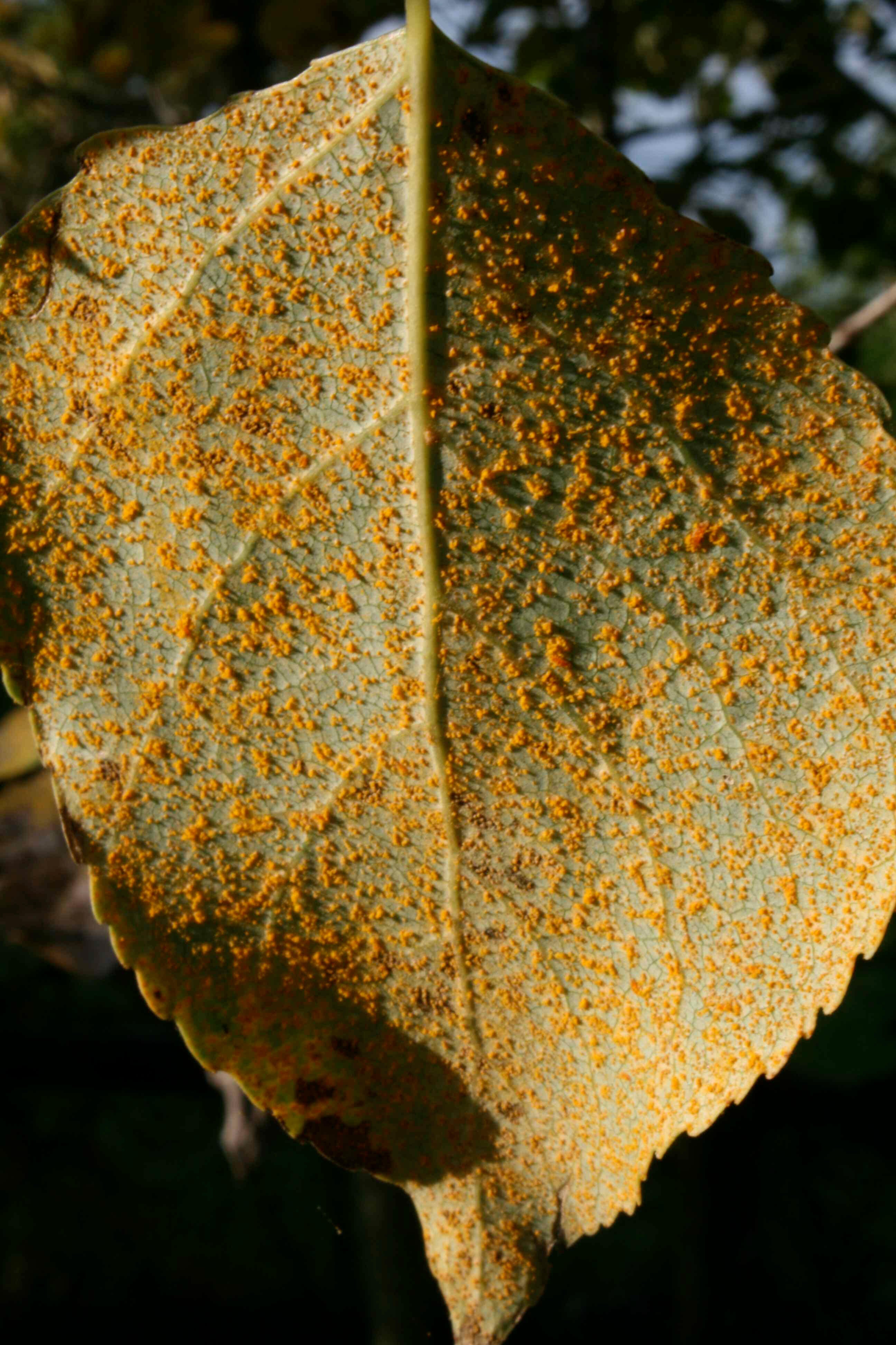 Roya: cómo prevenir y acabar con este hongo | Leroy Merlin