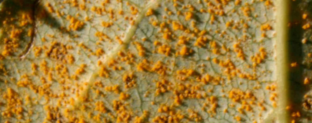 Roya: cómo prevenir y acabar con este hongo | Leroy Merlin