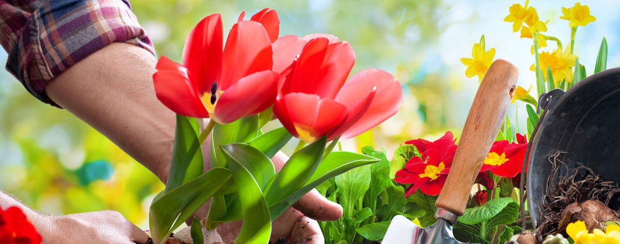 Tu jardín de abril a junio: bulbos de primavera… ¡Y mucho más! | Leroy ...