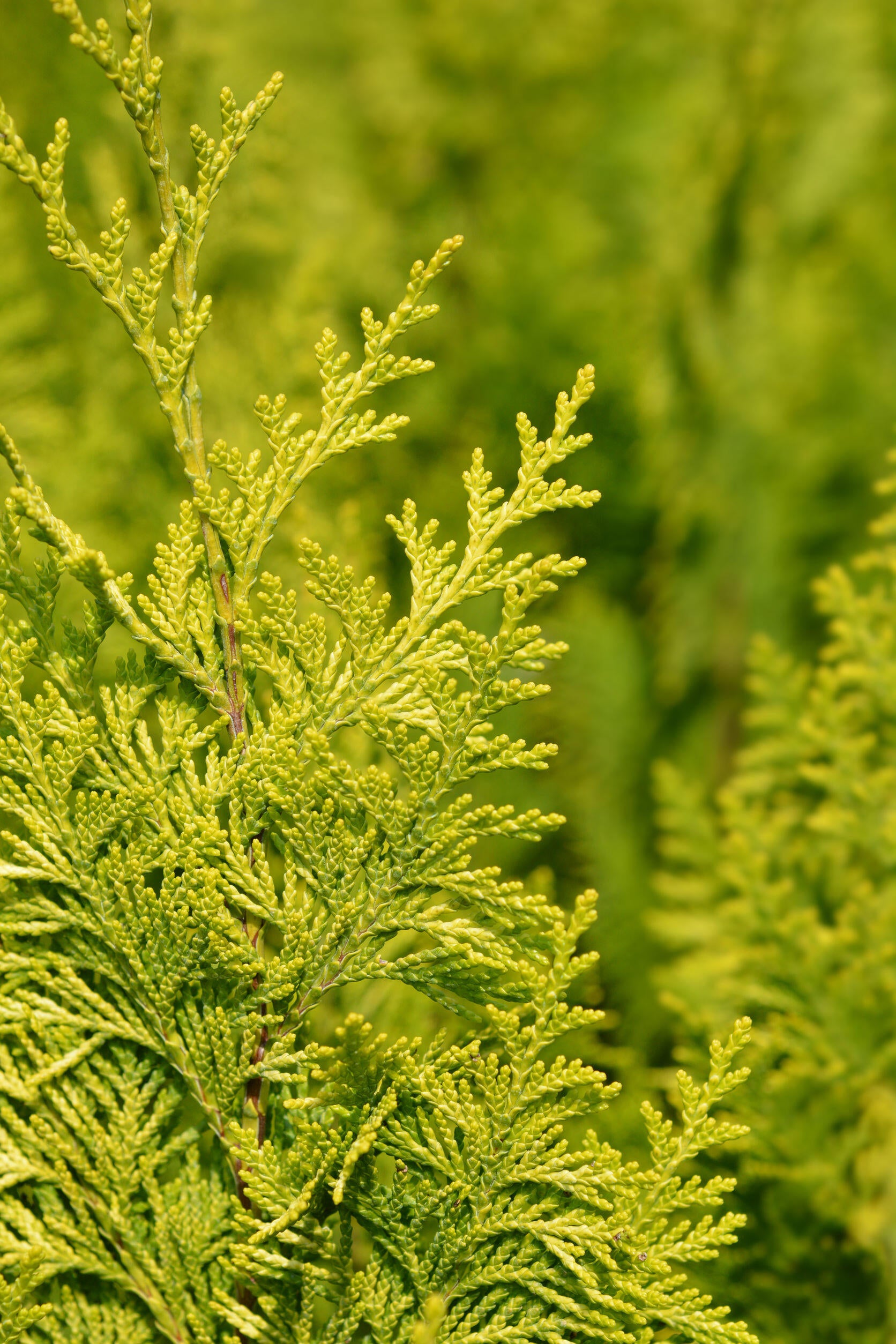 Ciprés Limón: cuidados y cultivo | Leroy Merlin