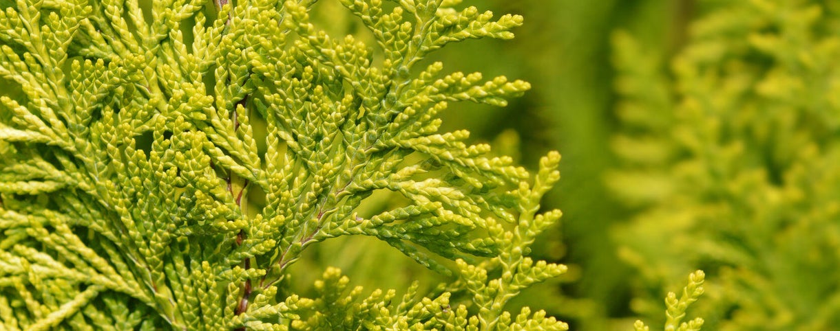 Ciprés Limón: cuidados y cultivo | Leroy Merlin