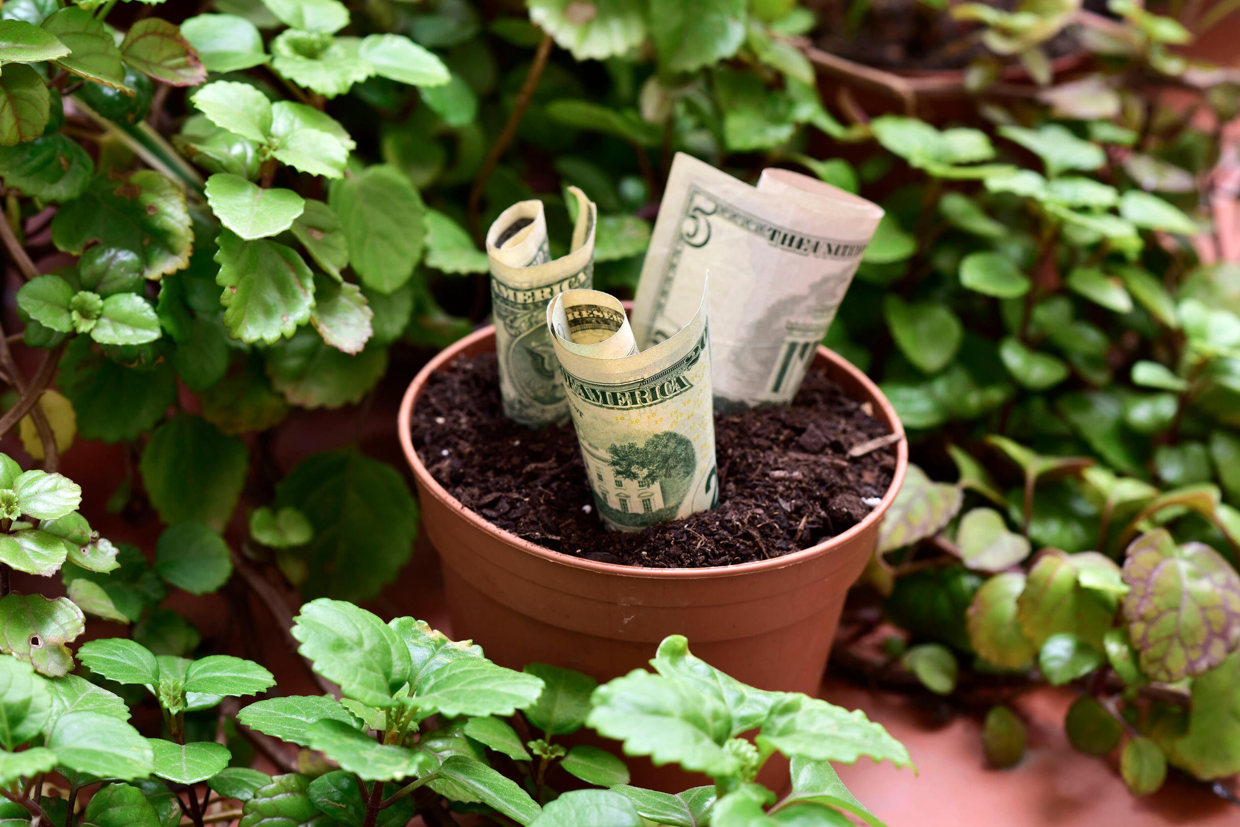 Cuidados de la planta del dinero | Leroy Merlin