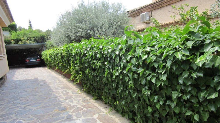 Toda la información sobre el árbol Lilo | Leroy Merlin