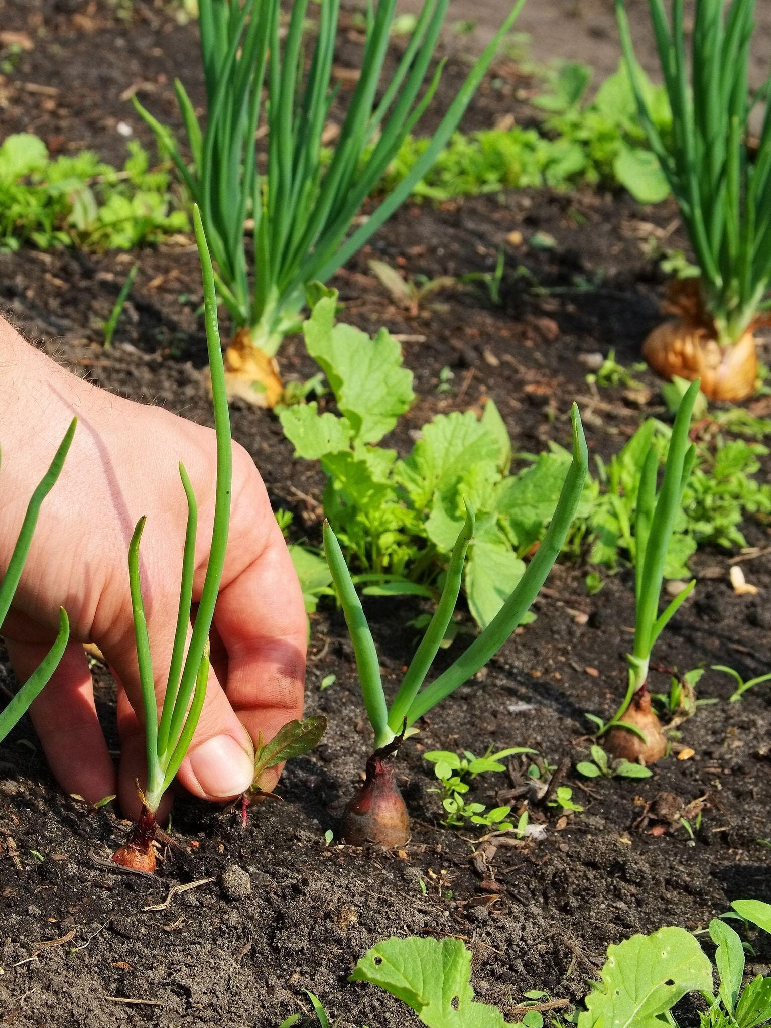 Cómo elegir bulbos de primavera | Leroy Merlin