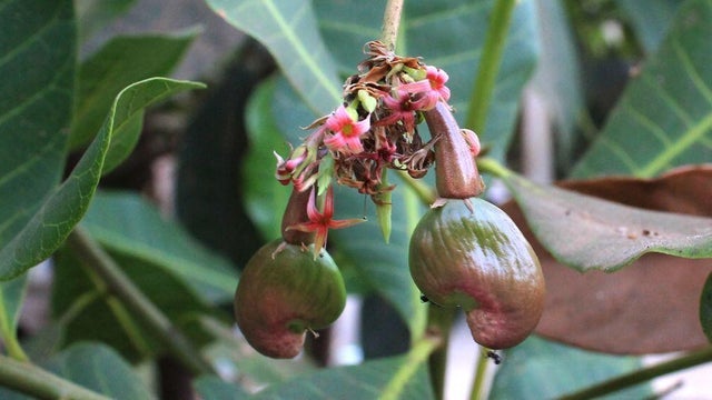 ¿Cómo cuidar y cultivar anacardos? | Leroy Merlin