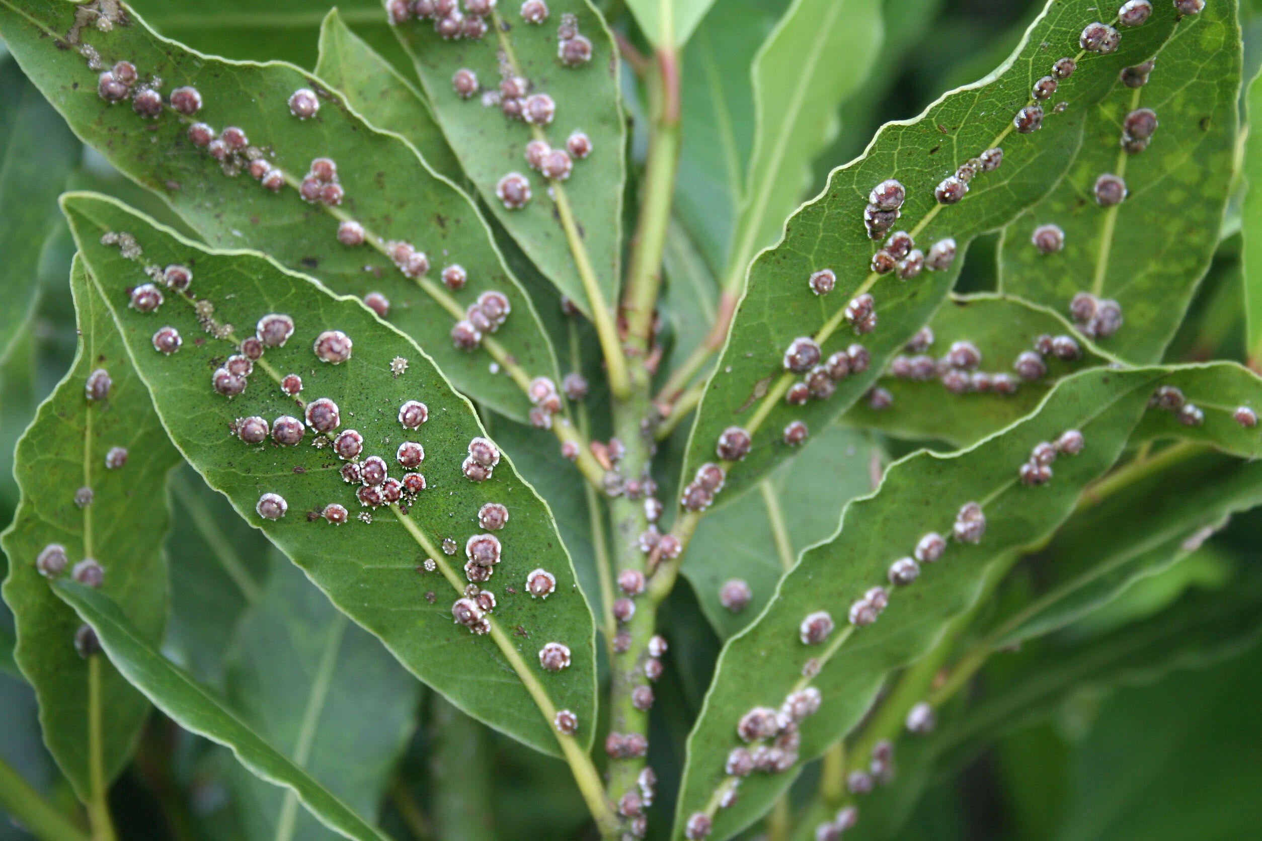 Combate las cochinillas algodonosas o cotonets | Leroy Merlin