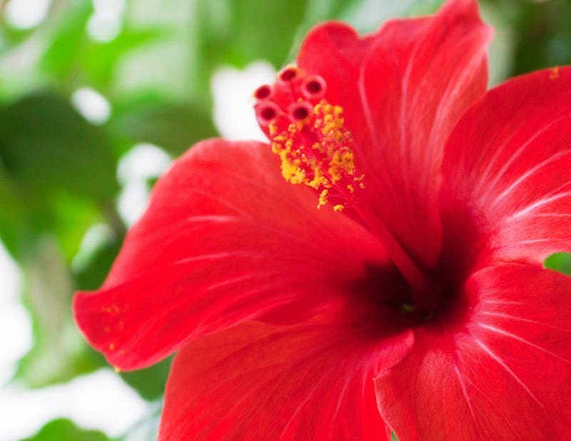 Ramo De Flores De Hibisco