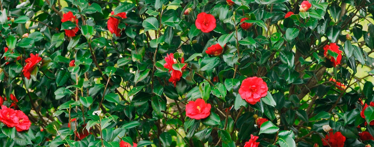 Cuidados de la camelia | Leroy Merlin