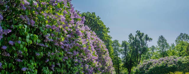Toda la información sobre el árbol Lilo | Leroy Merlin