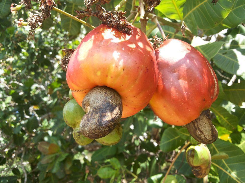 ¿Cómo cuidar y cultivar anacardos? | Leroy Merlin