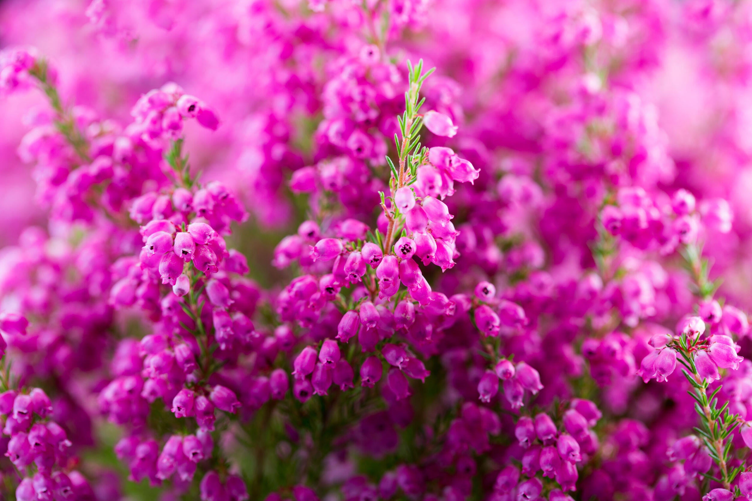 Erica gracilis o brezo rosa, una planta de invierno fácil de cuidar ...