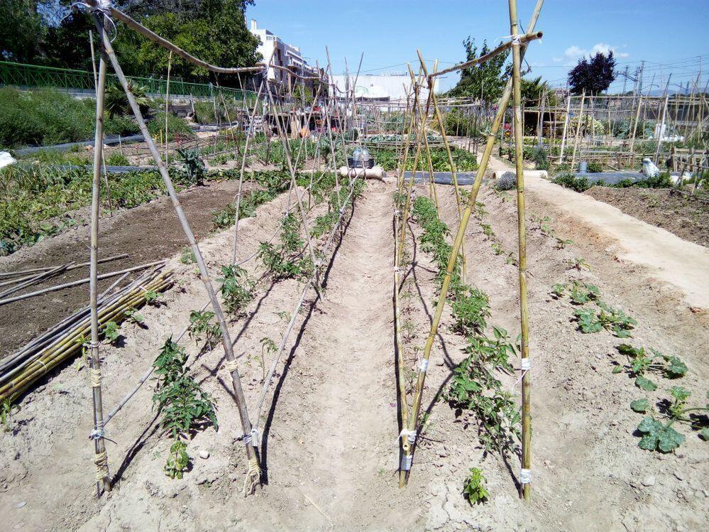 Cómo colocar tutores para tomates | Leroy Merlin