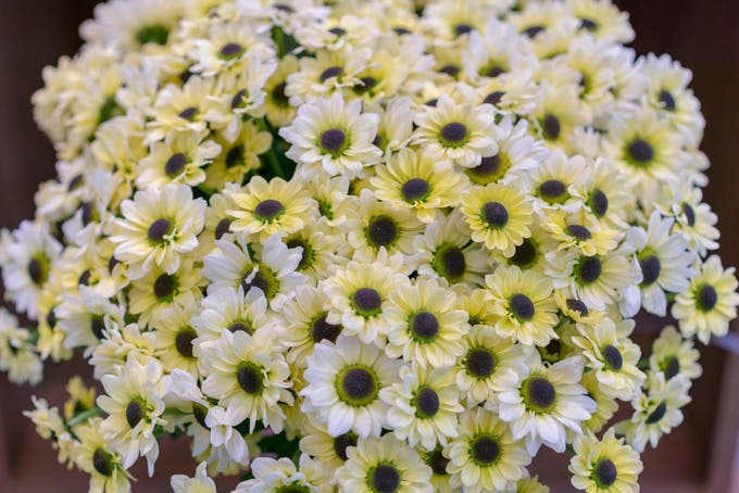 Crisantemos: cuidados, variedades y colores | Leroy Merlin