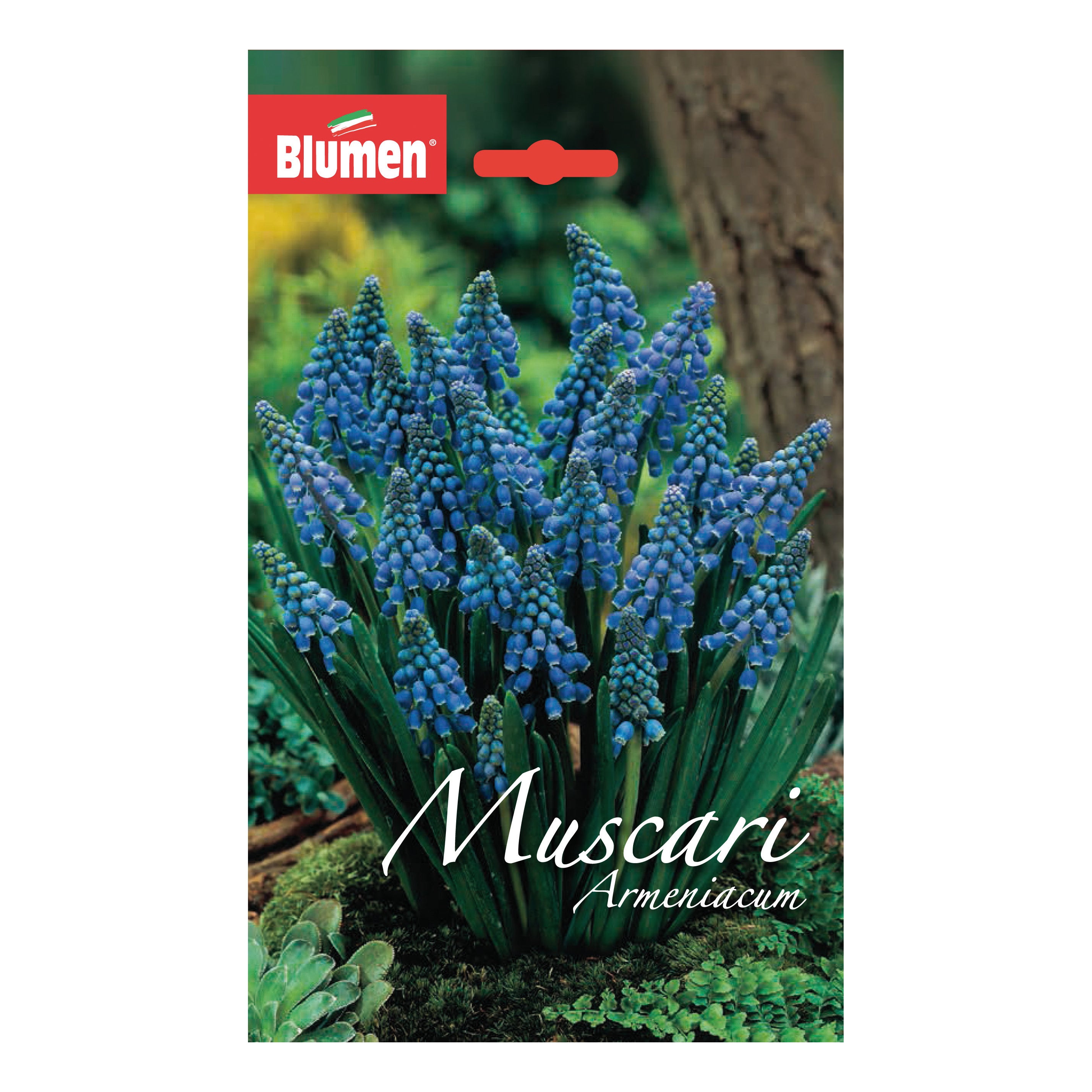 Bulbo fiore BLUMEN Muscari confezione da 15 | Leroy Merlin