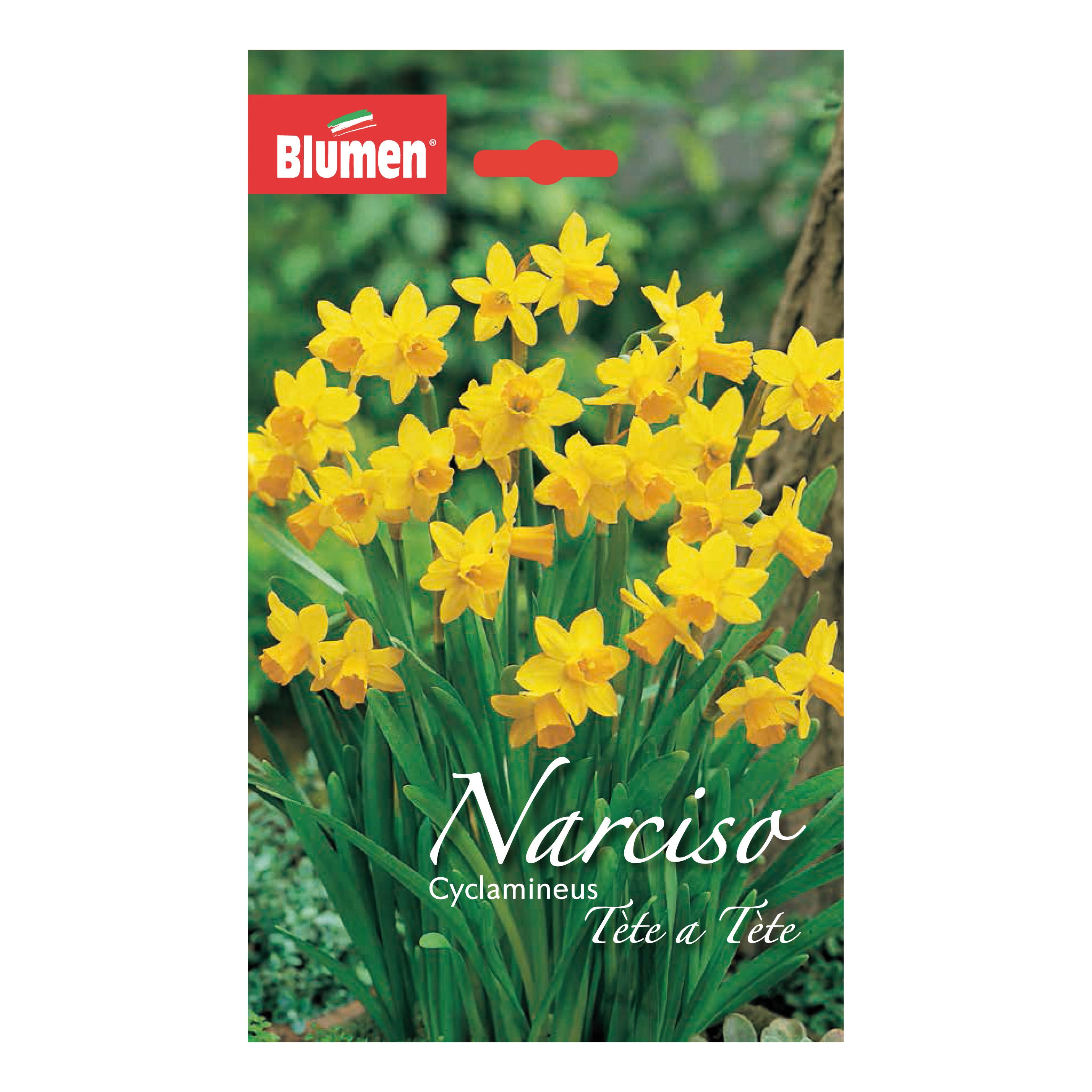 Bulbo fiore BLUMEN Narciso giallo confezione da 6 | Leroy Merlin