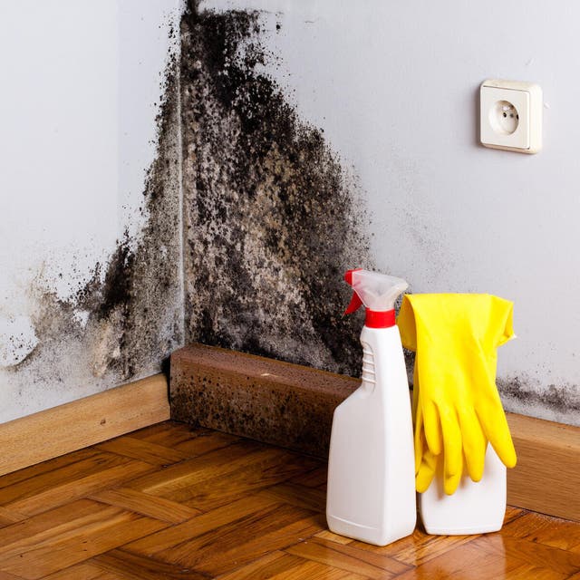 Miglior antimuffa: come scegliere il prodotto giusto per la muffa di ...